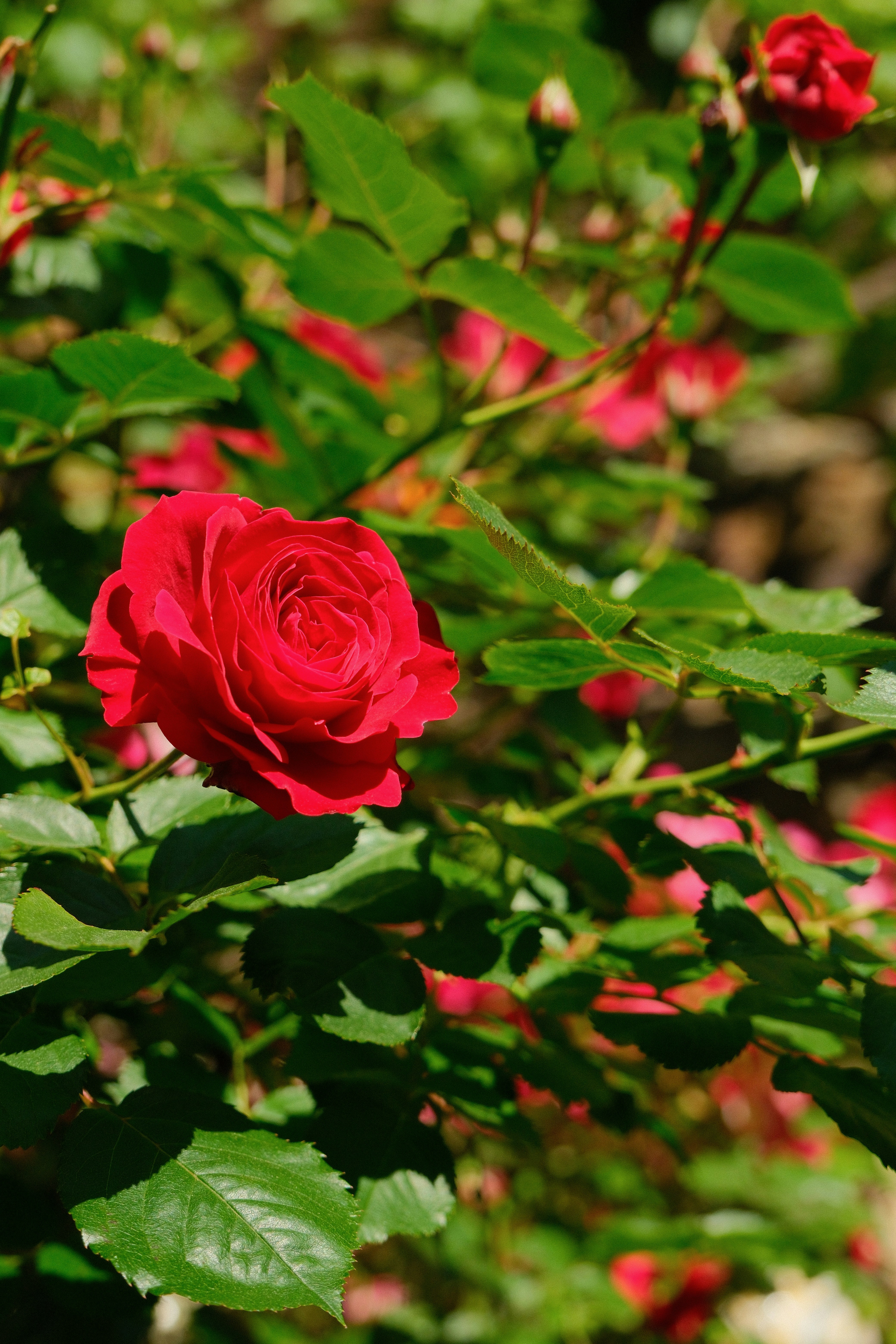 Crimson Rose in Focus: A Sunlit Burst of Garden Color