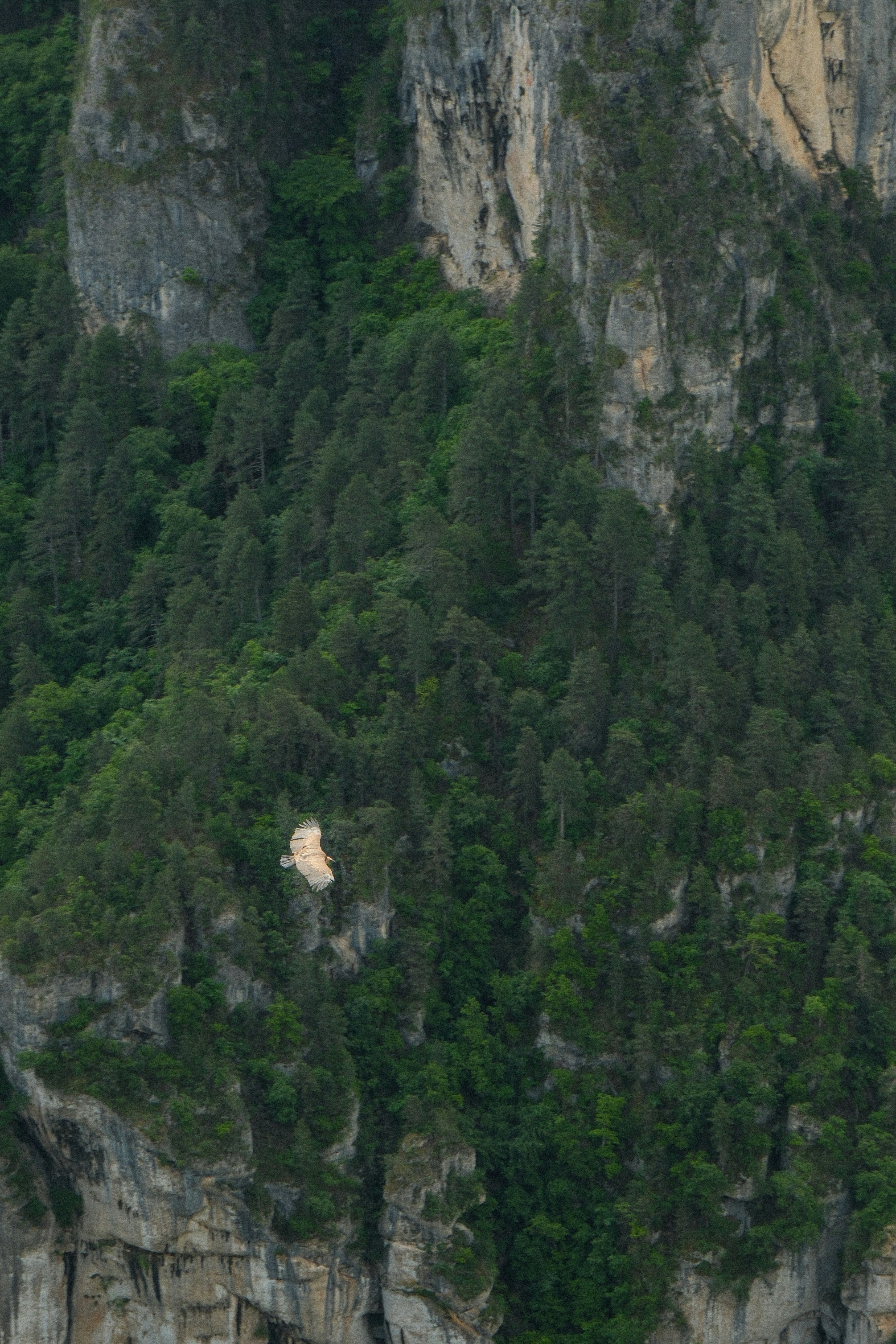 A Solitary Light on a Mossy Cliff Face