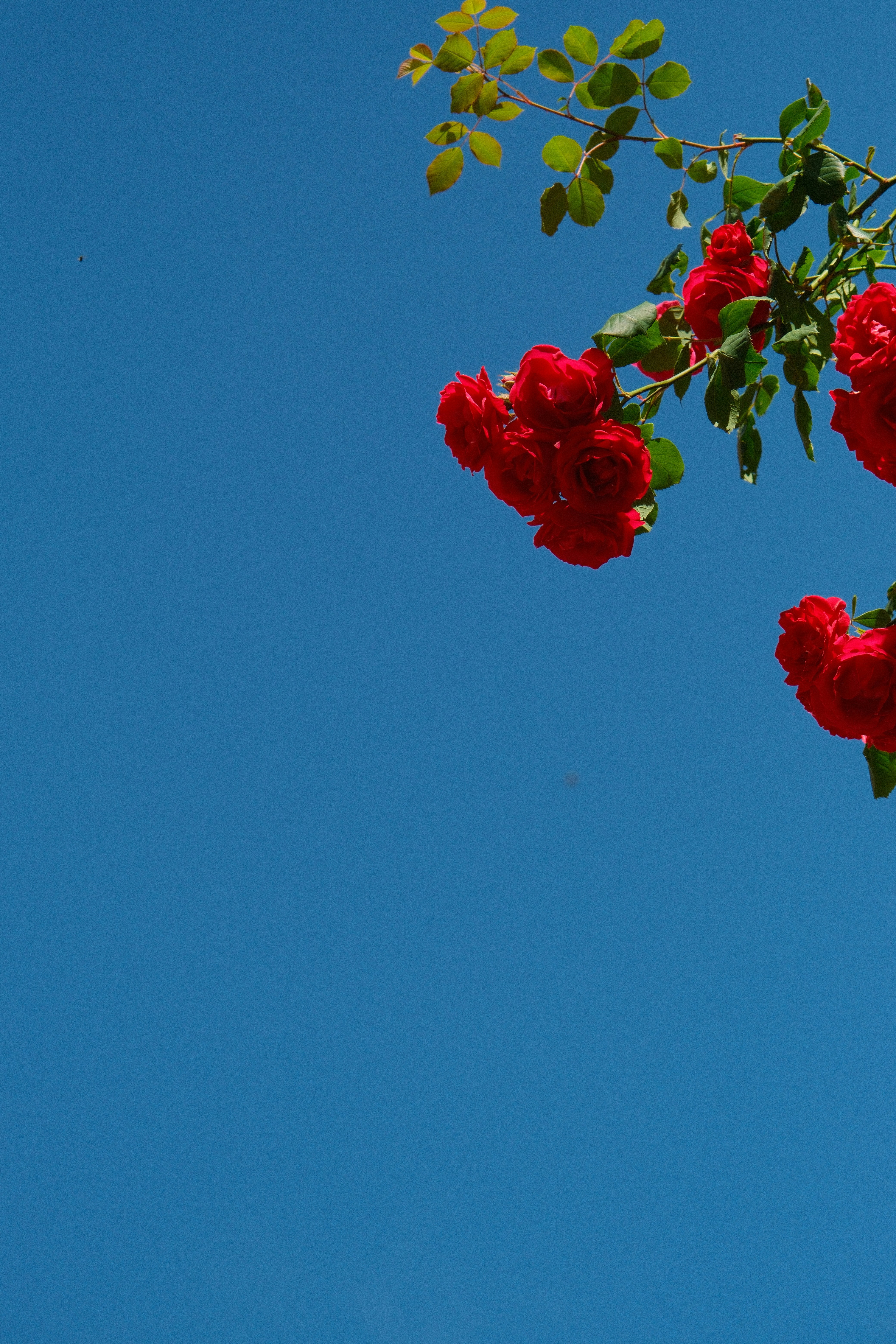Scarlet Blooms Against a Clear Summer Sky