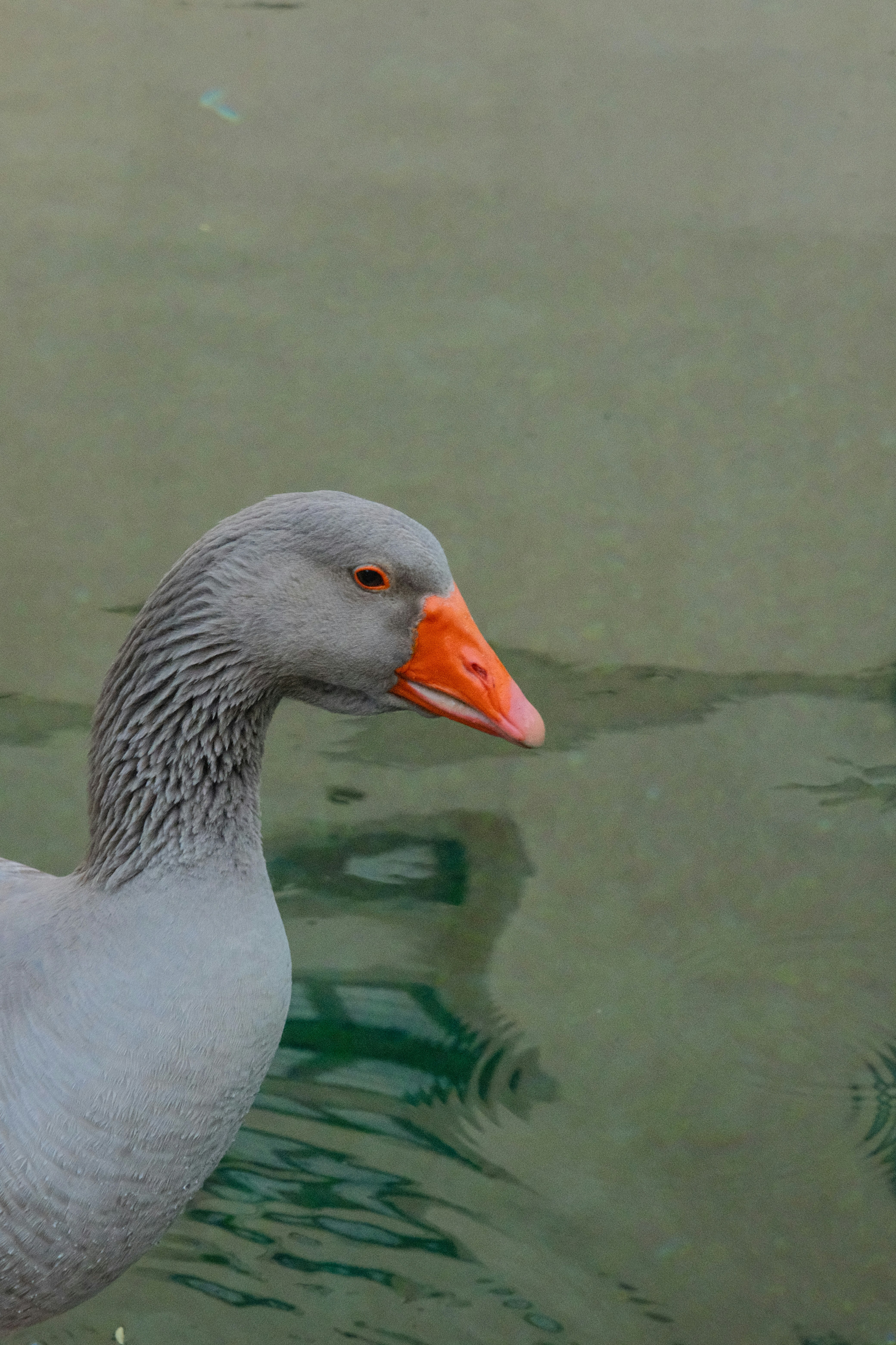 Grey Goose by a Quiet Pond: A Portrait of Calm Gaze