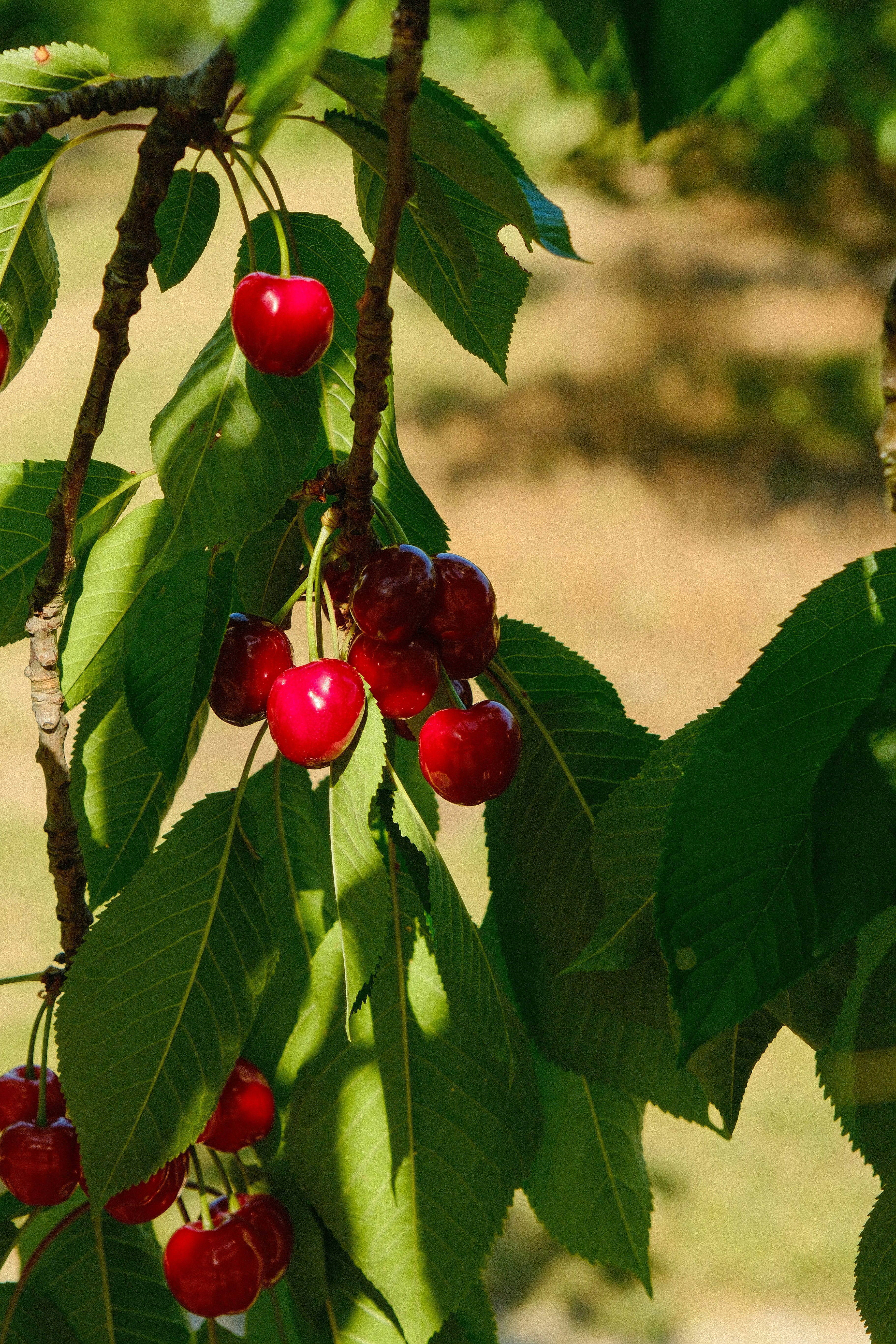 Ripe Cherries Dangling in Sunlit Orchard