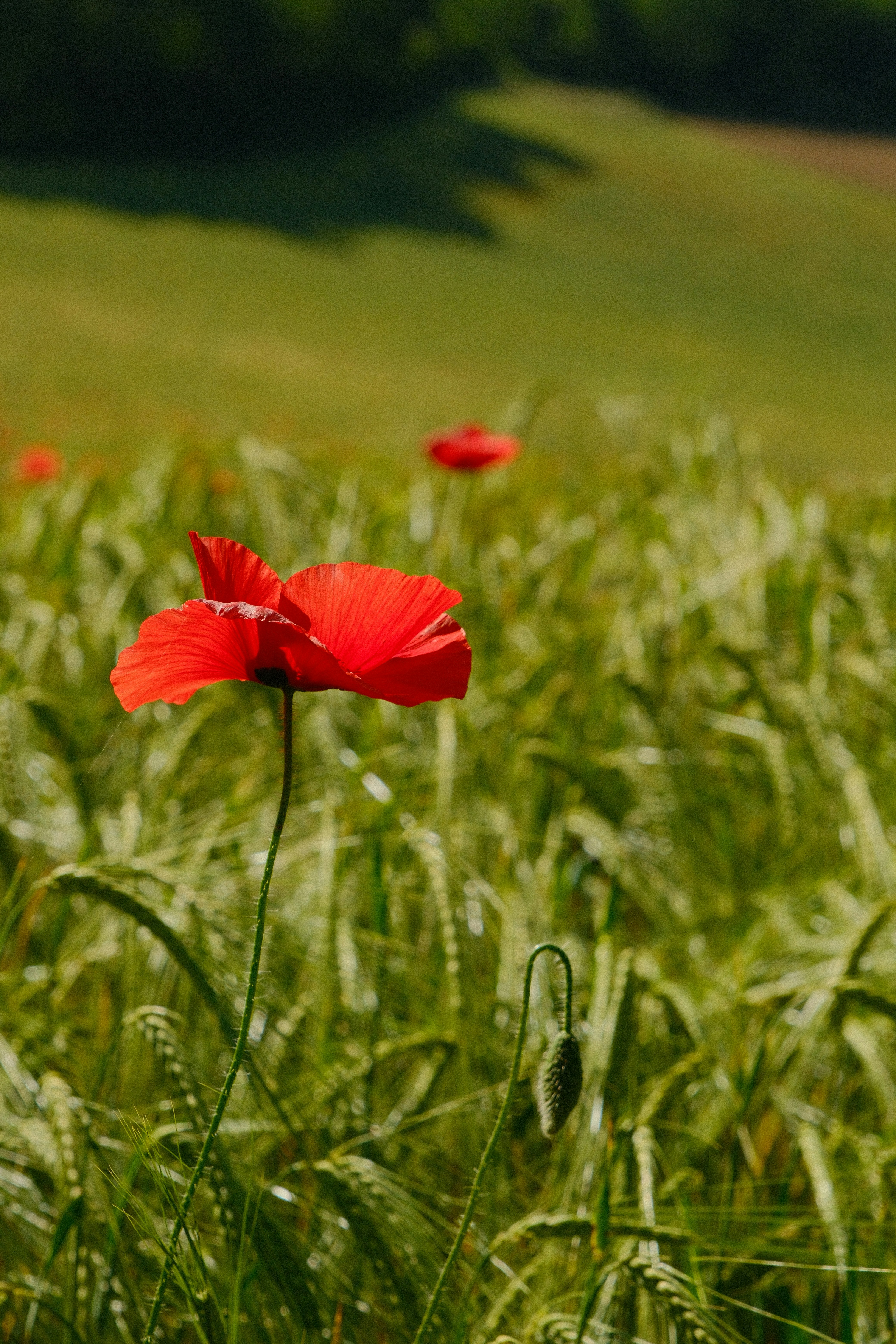 Scarlet Bloom in a Sea of Green