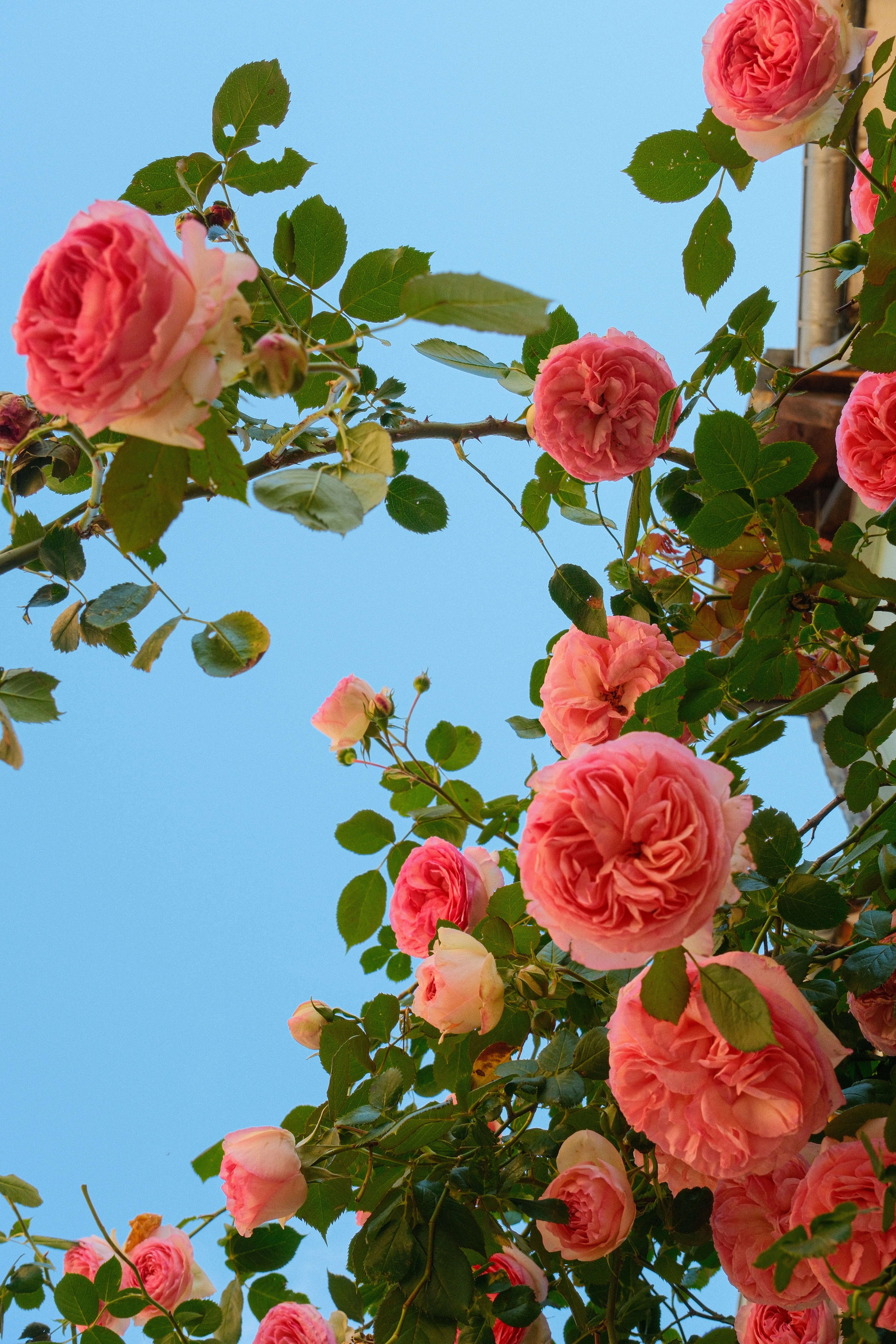 Rose Archway to a Clear Sky