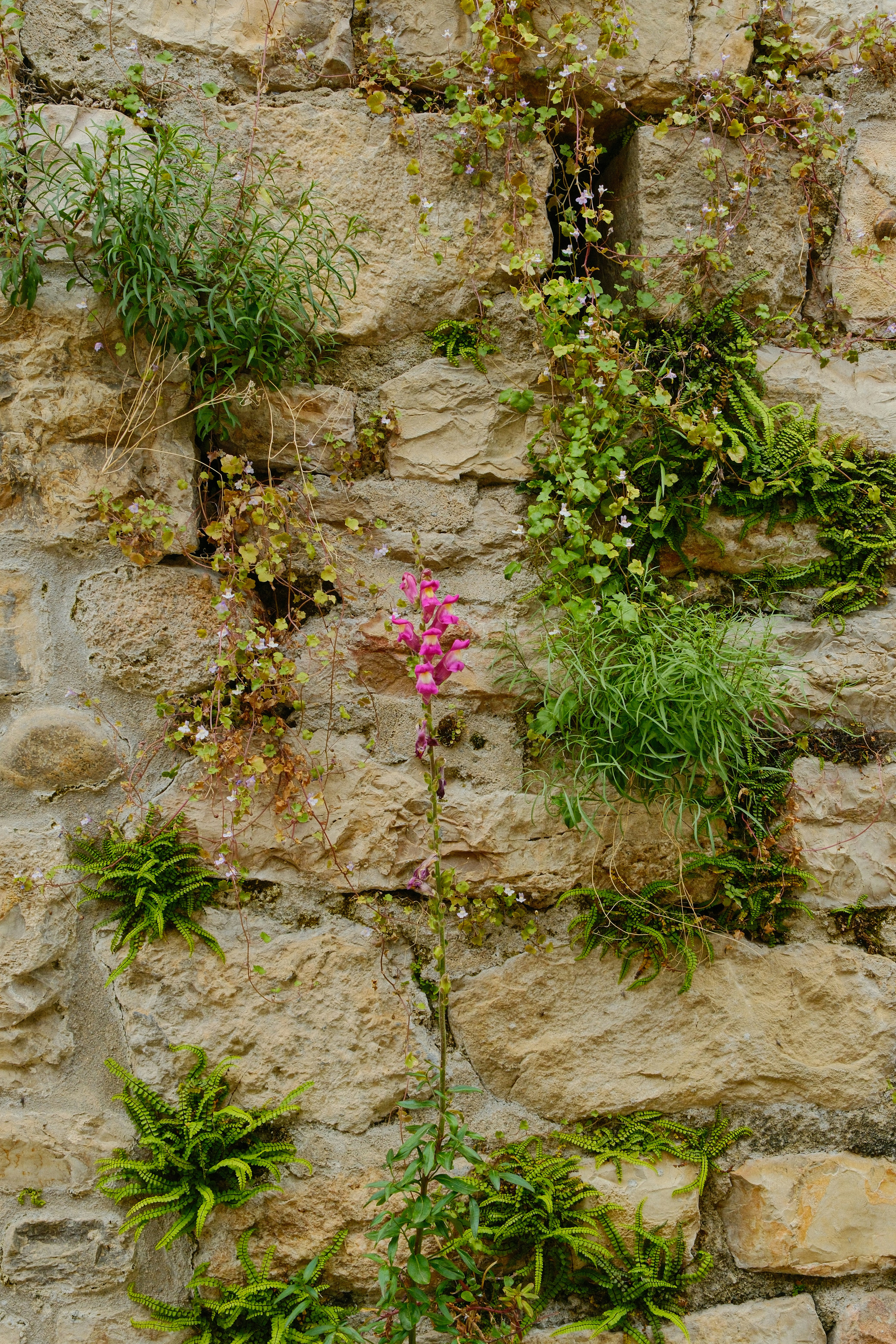 Wildflower Sentinel Along a Mossy Stone Wall