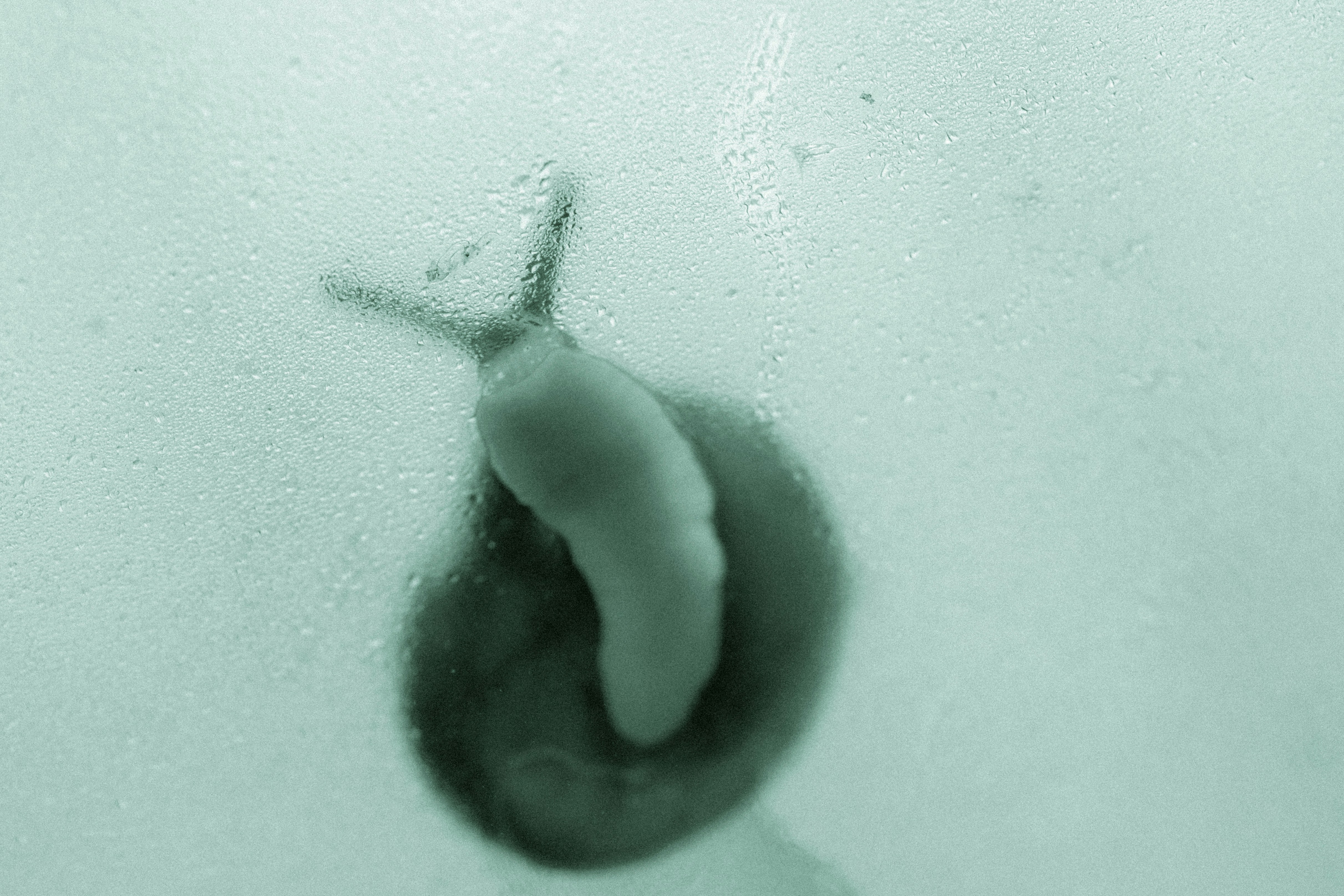 Underwater Spiral: a close-up of a sea creature’s curl in a muted green pane