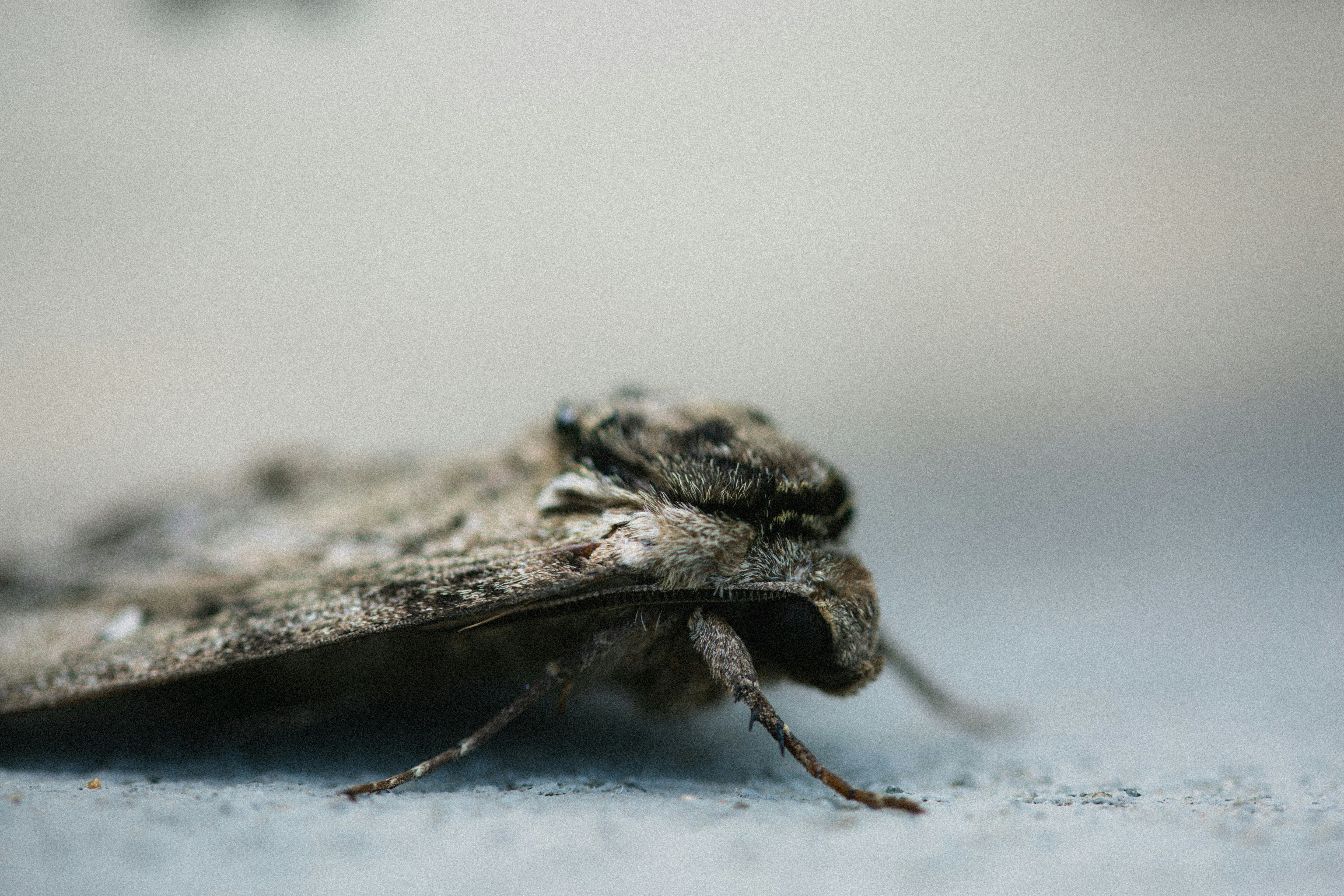 Microcosm in Focus: A Calm Macro Moment of a Footed Insect