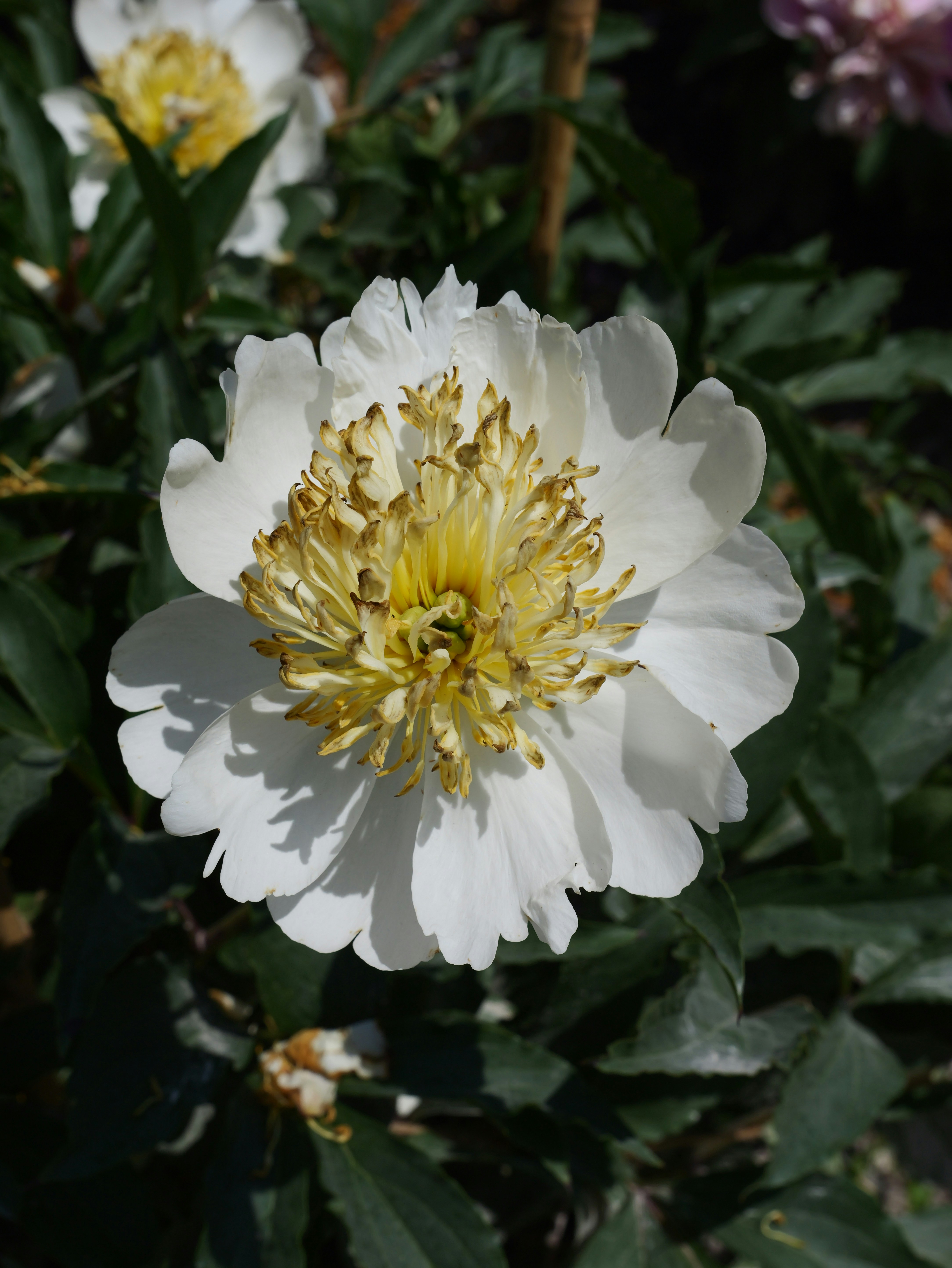 White Peony Starburst: Central Bloom in Sunlit Garden