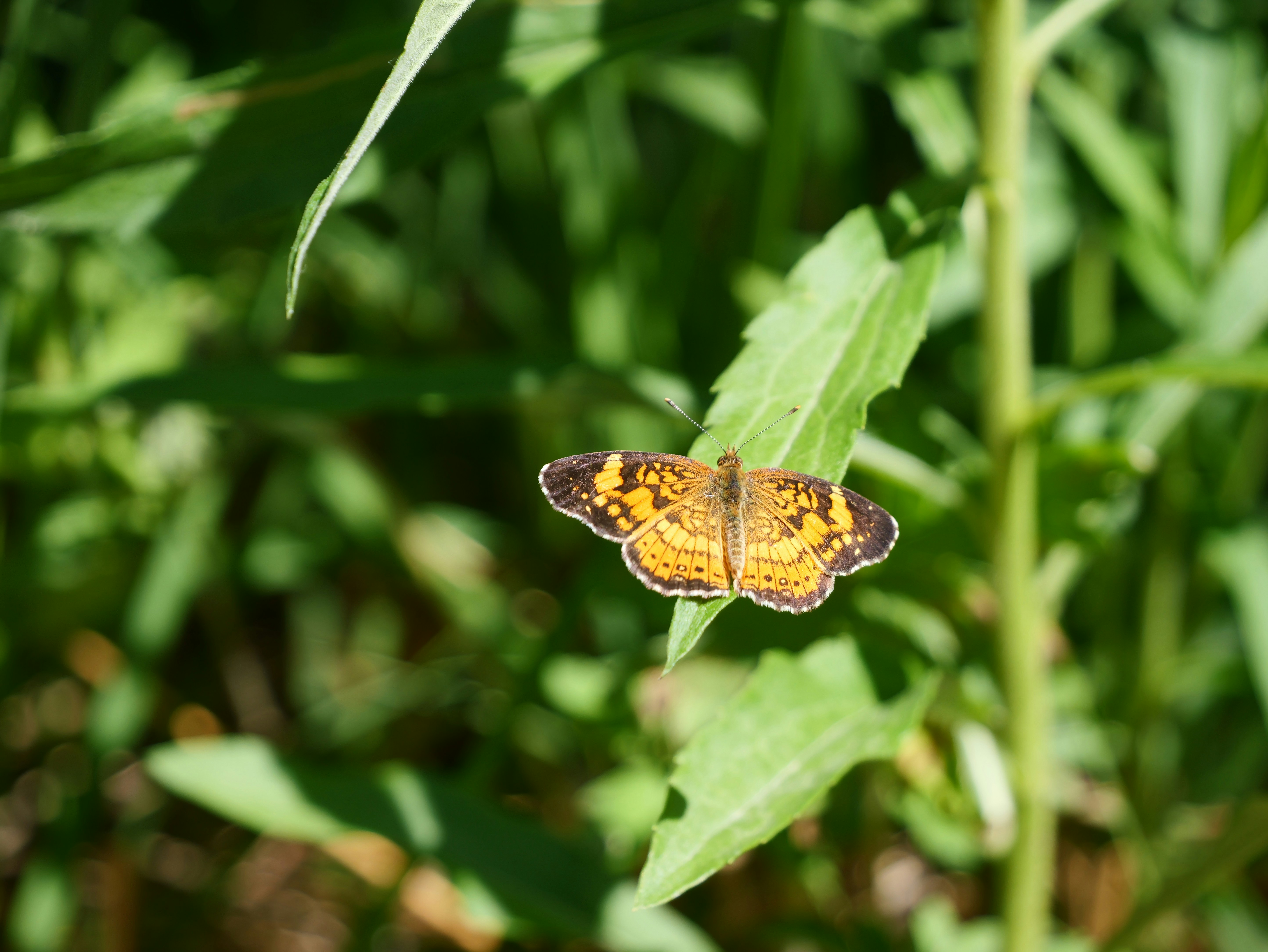 Amber-winged Butterfly on a Green Stage