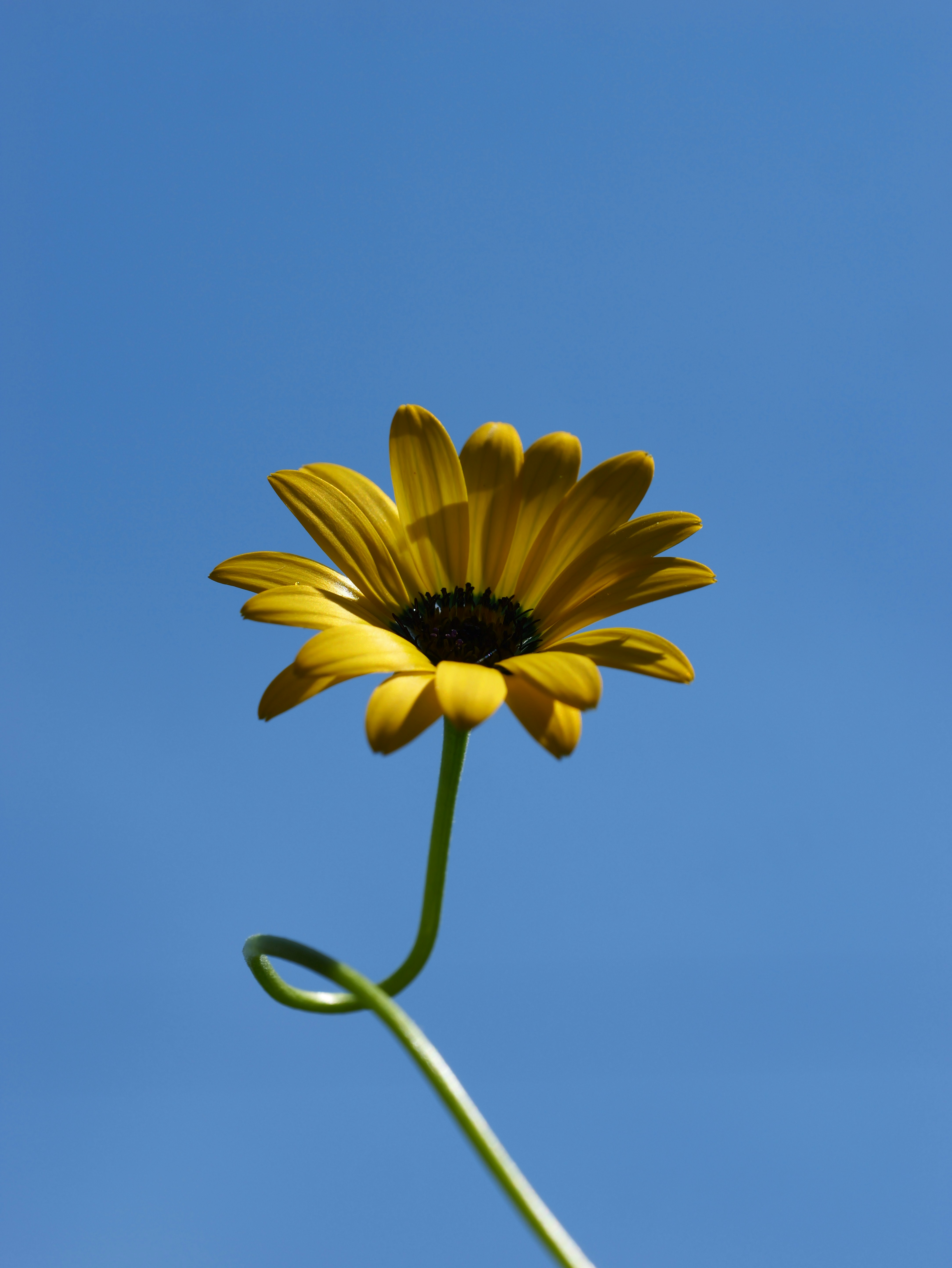 A single yellow flower blooms against a clear blue sky, its petals bright under sunlight with a curling stem that leads the eye upward. This is a natural close-up photograph of a flower.