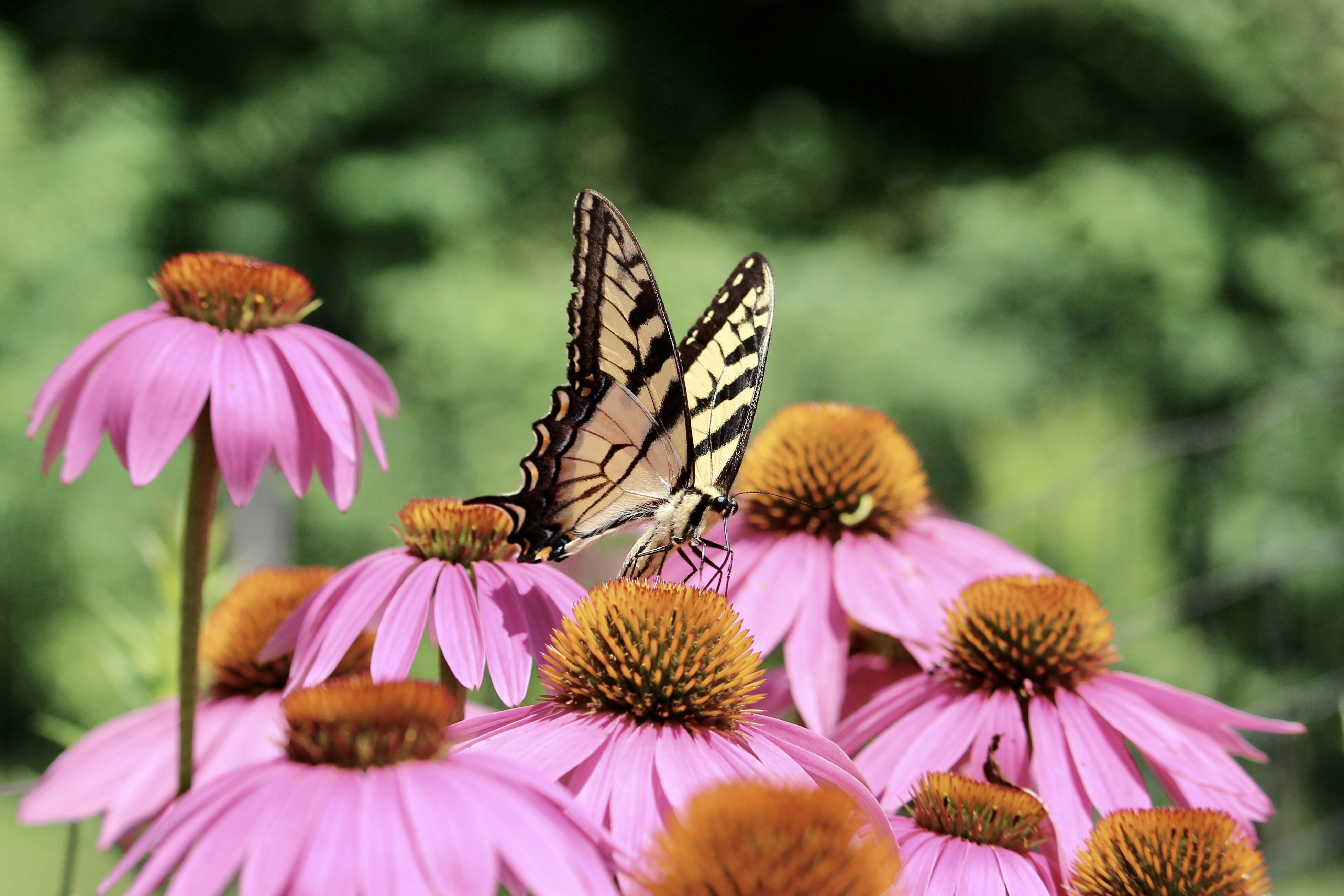 Midair Pause: Monarch on a Crown of Pink