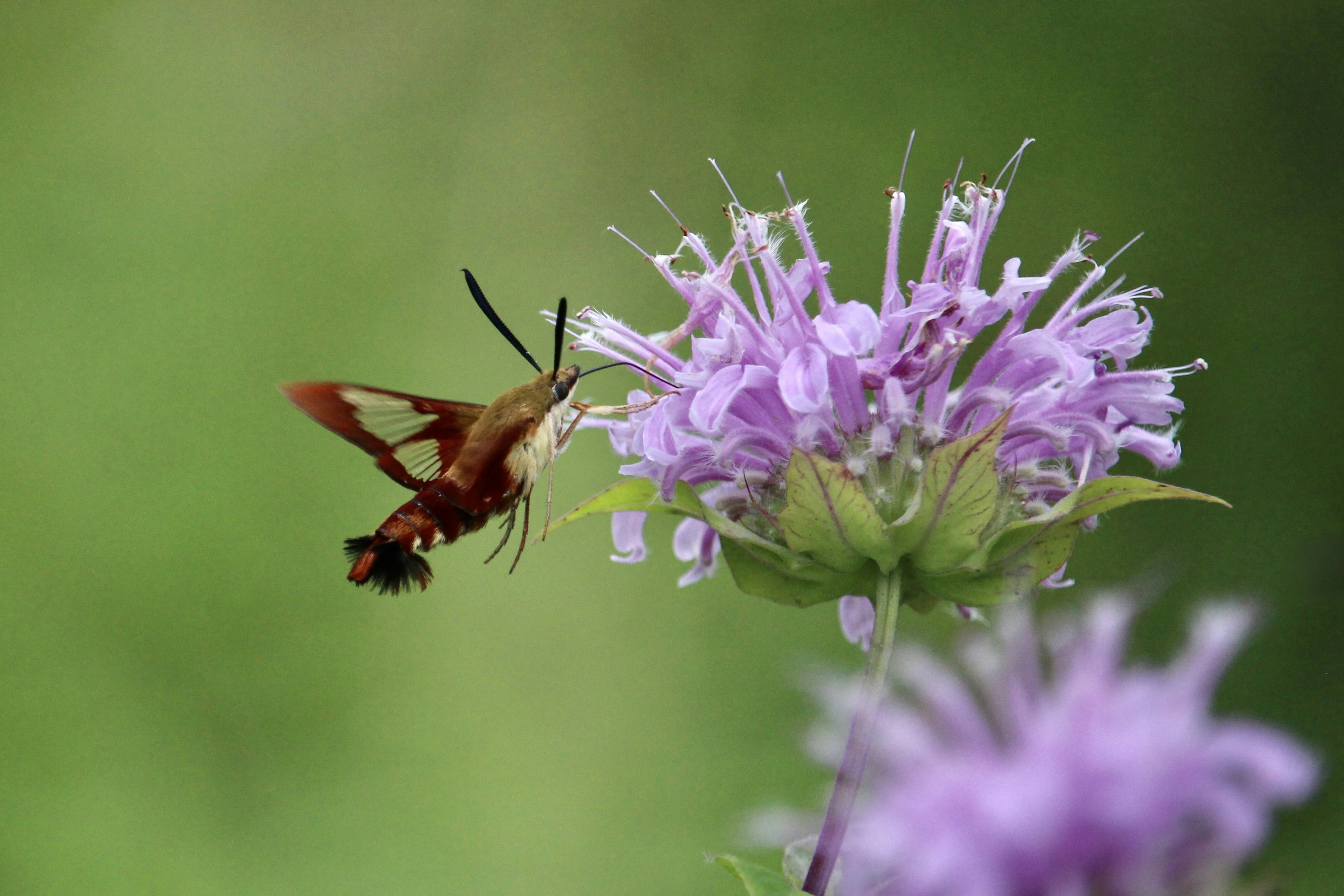Hummingbird in Flight to a Violet Blossom