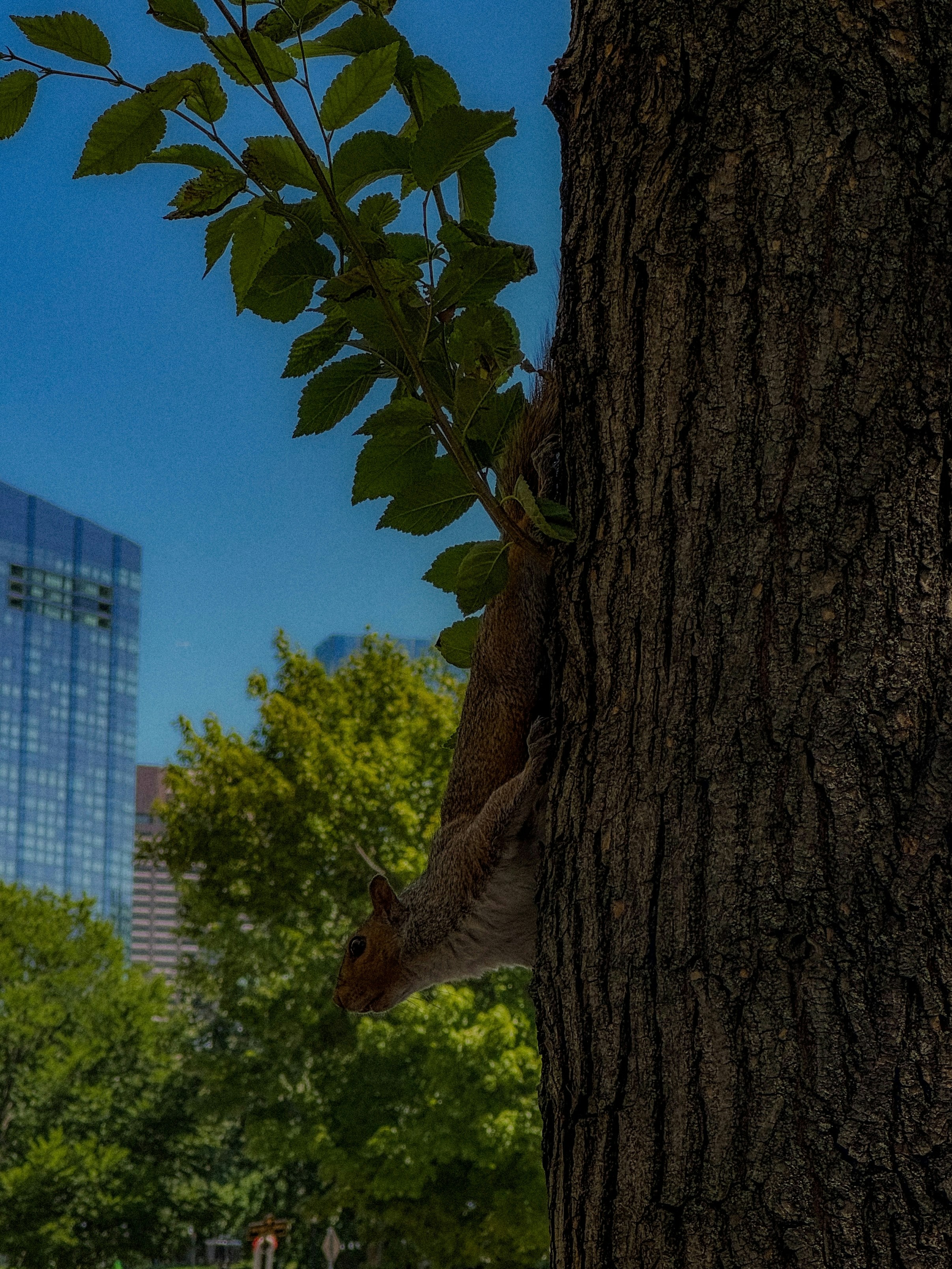 Tree Trunk and Squirrel in Urban Park