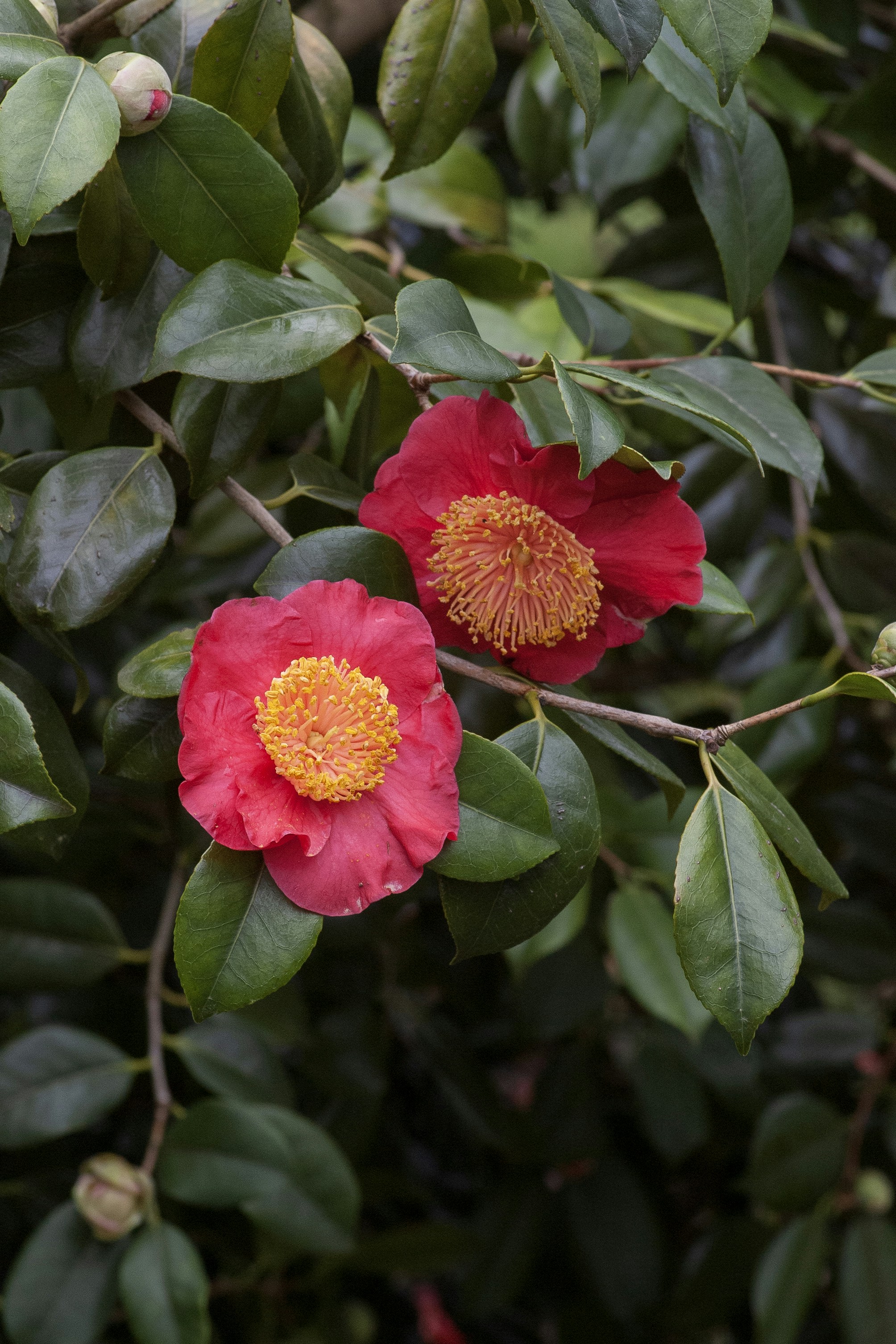 Two Scarlet Camellias: Crimson Bloom with Golden Stamen Amid Glossy Foliage