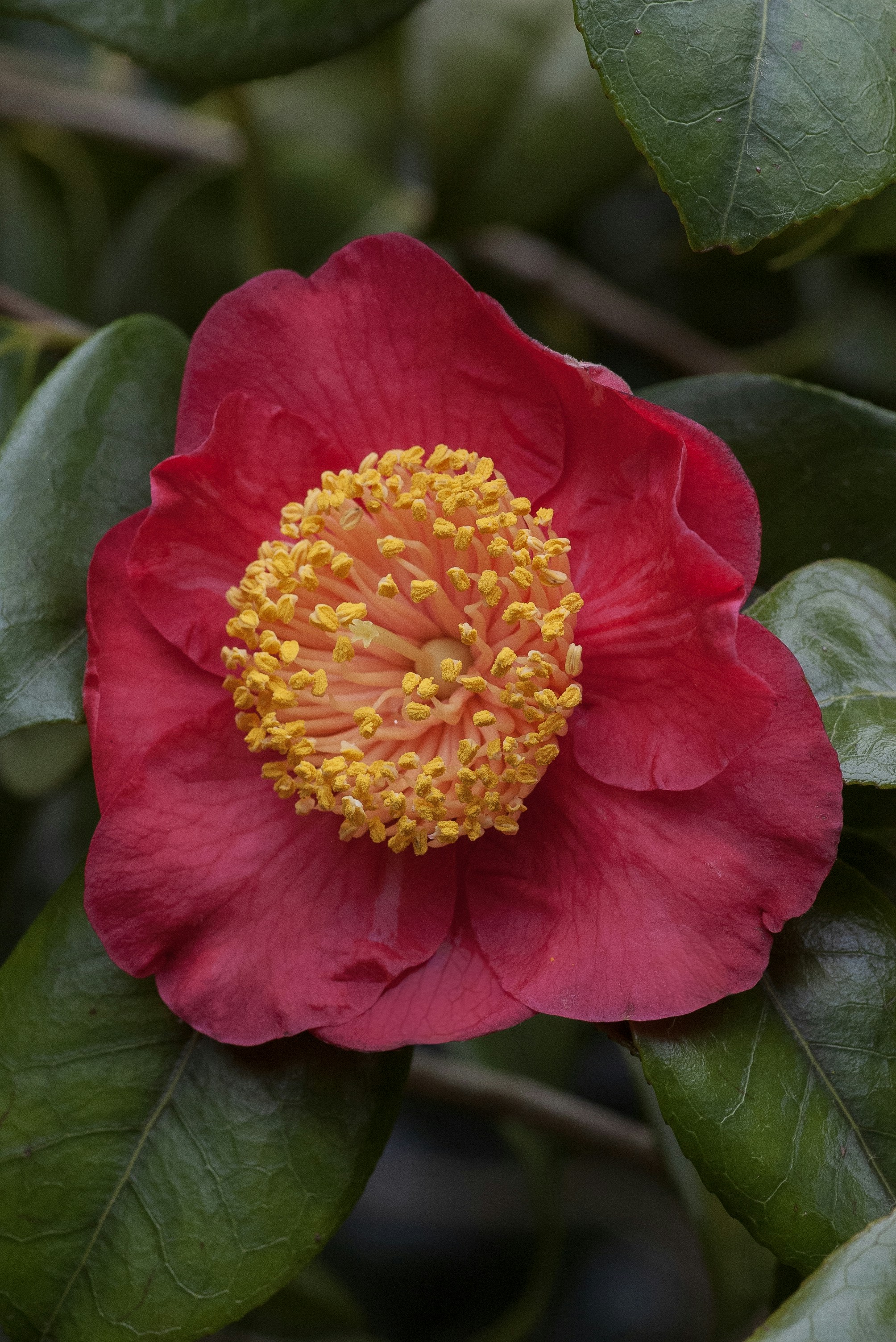 Crimson bloom with a sunlit crown of stamen