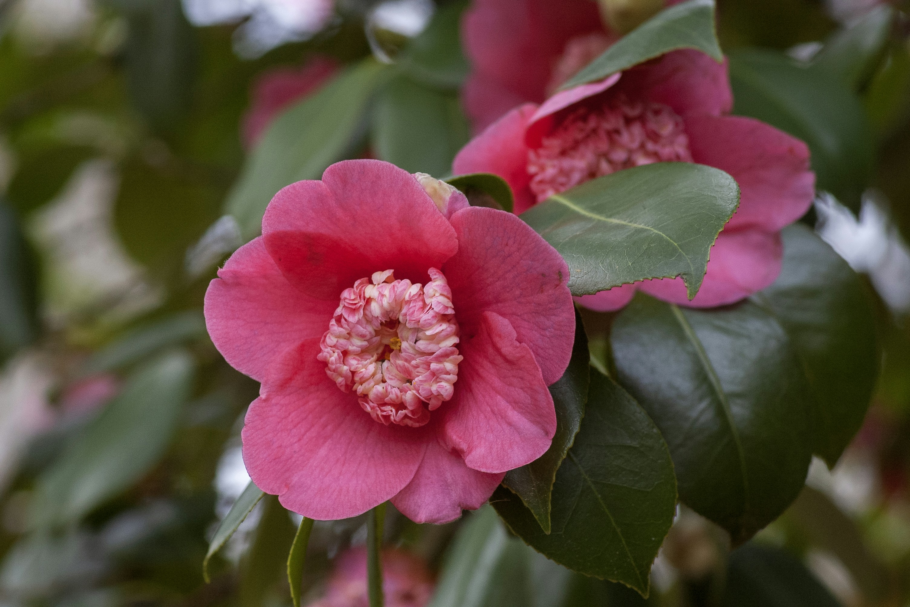 Petal Crown: A Pink Camellia in Focus