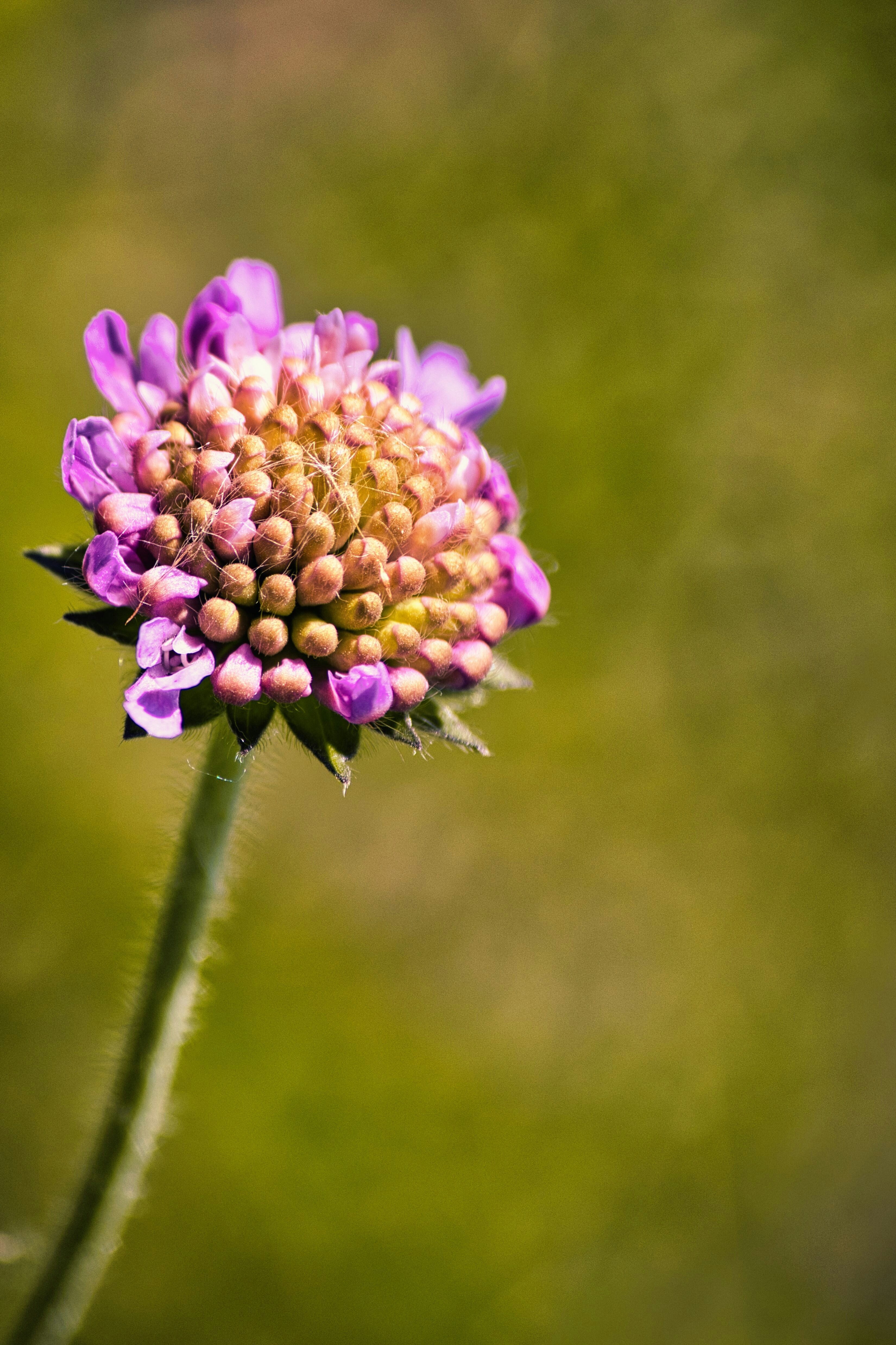 Pink-tipped Bloom on a Nebulous Green Backdrop