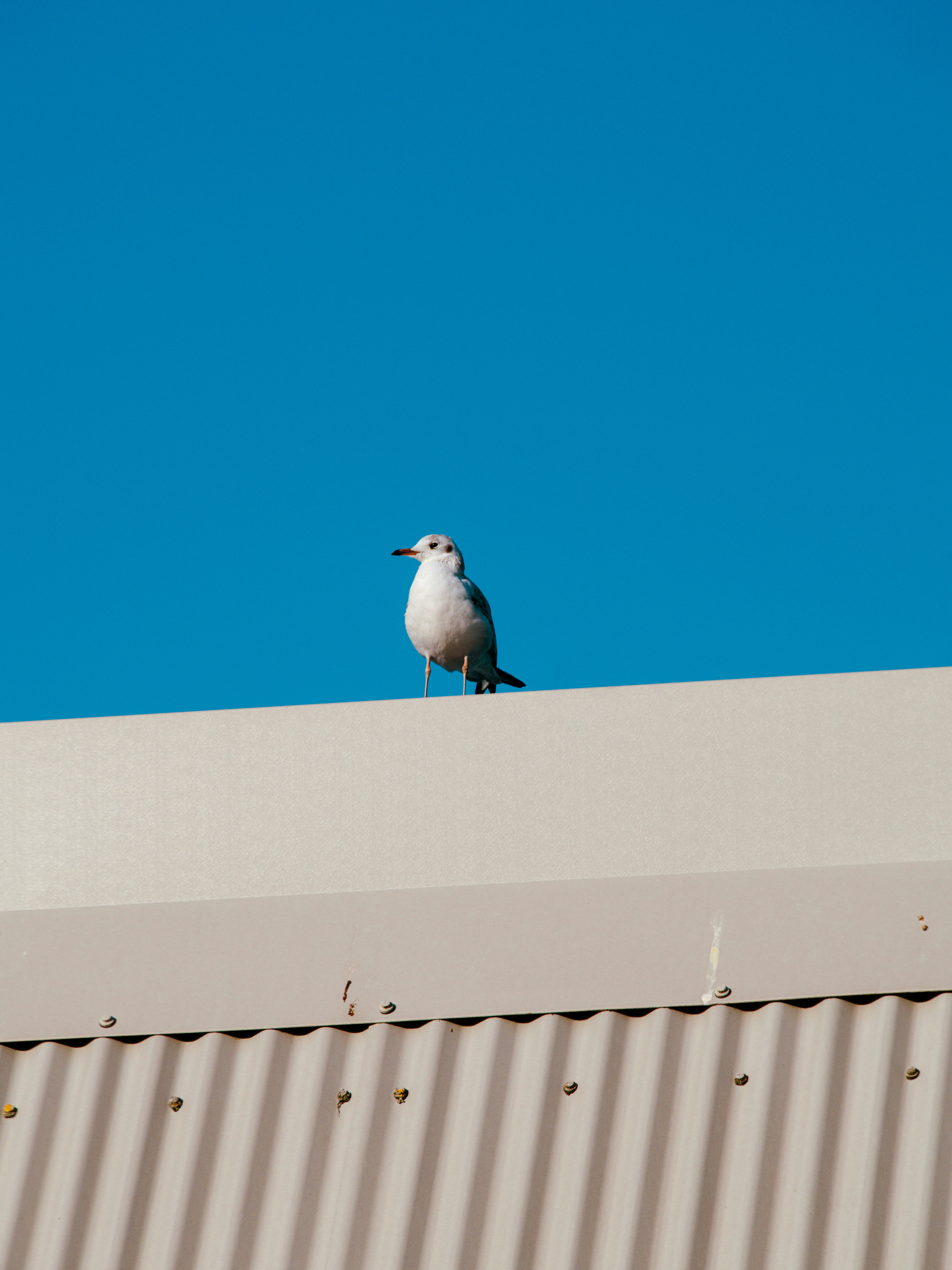 Seagull on a Sunlit Rooftop Under a Clear Blue Sky