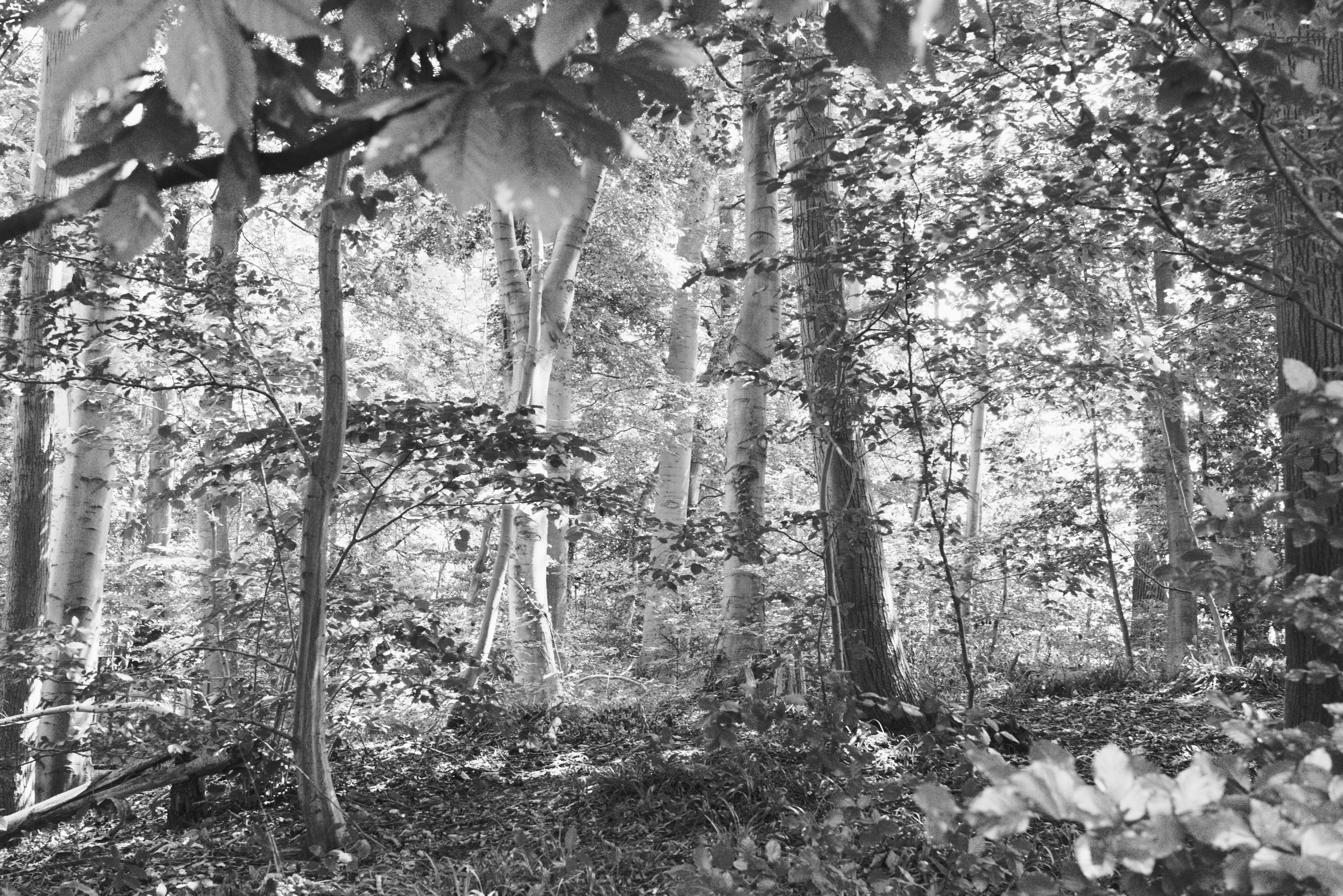 Forest in Focus: Quiet Light through the Canopy