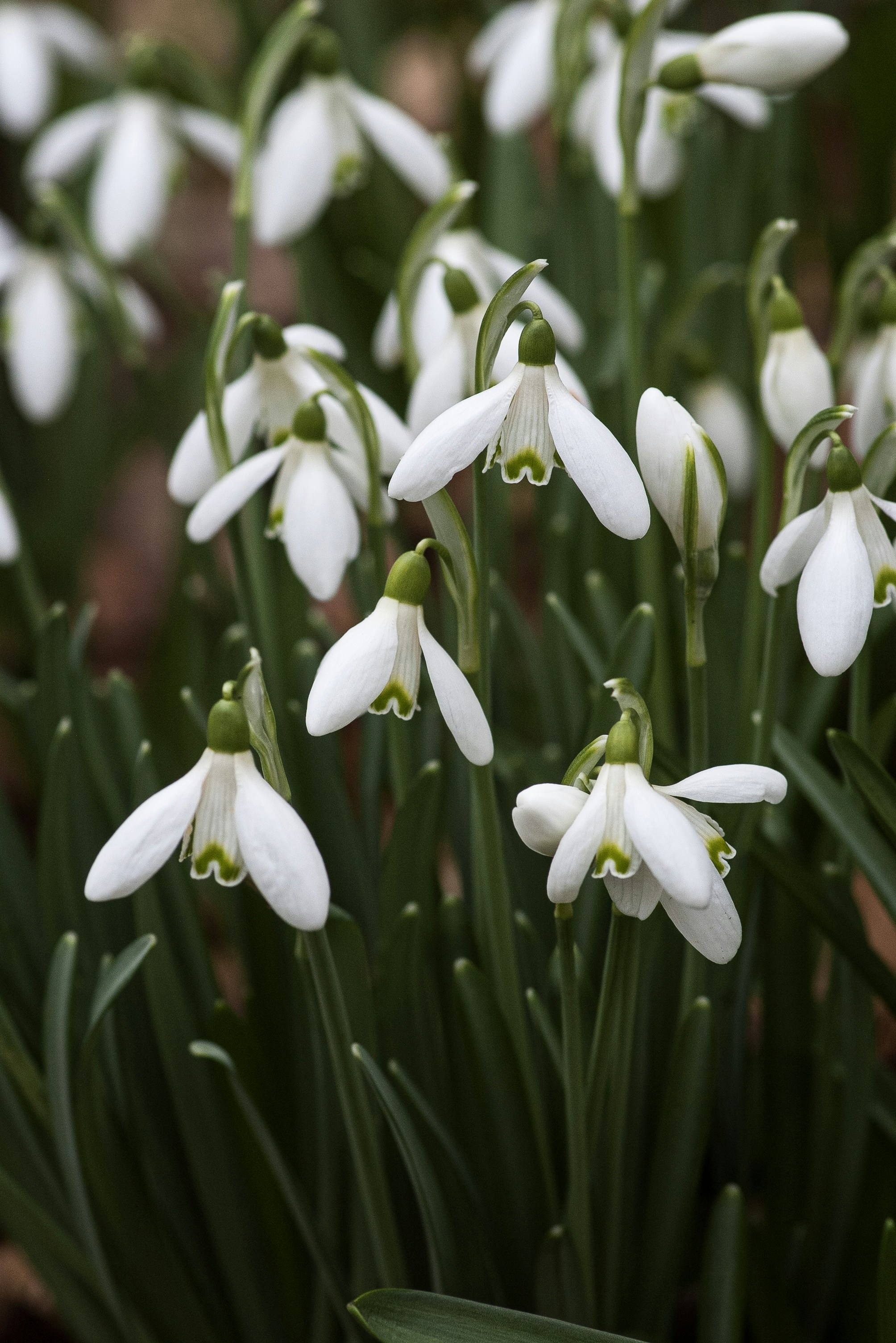 Snowbound Petals: A Quiet Assembly of Snowdrops in Focus