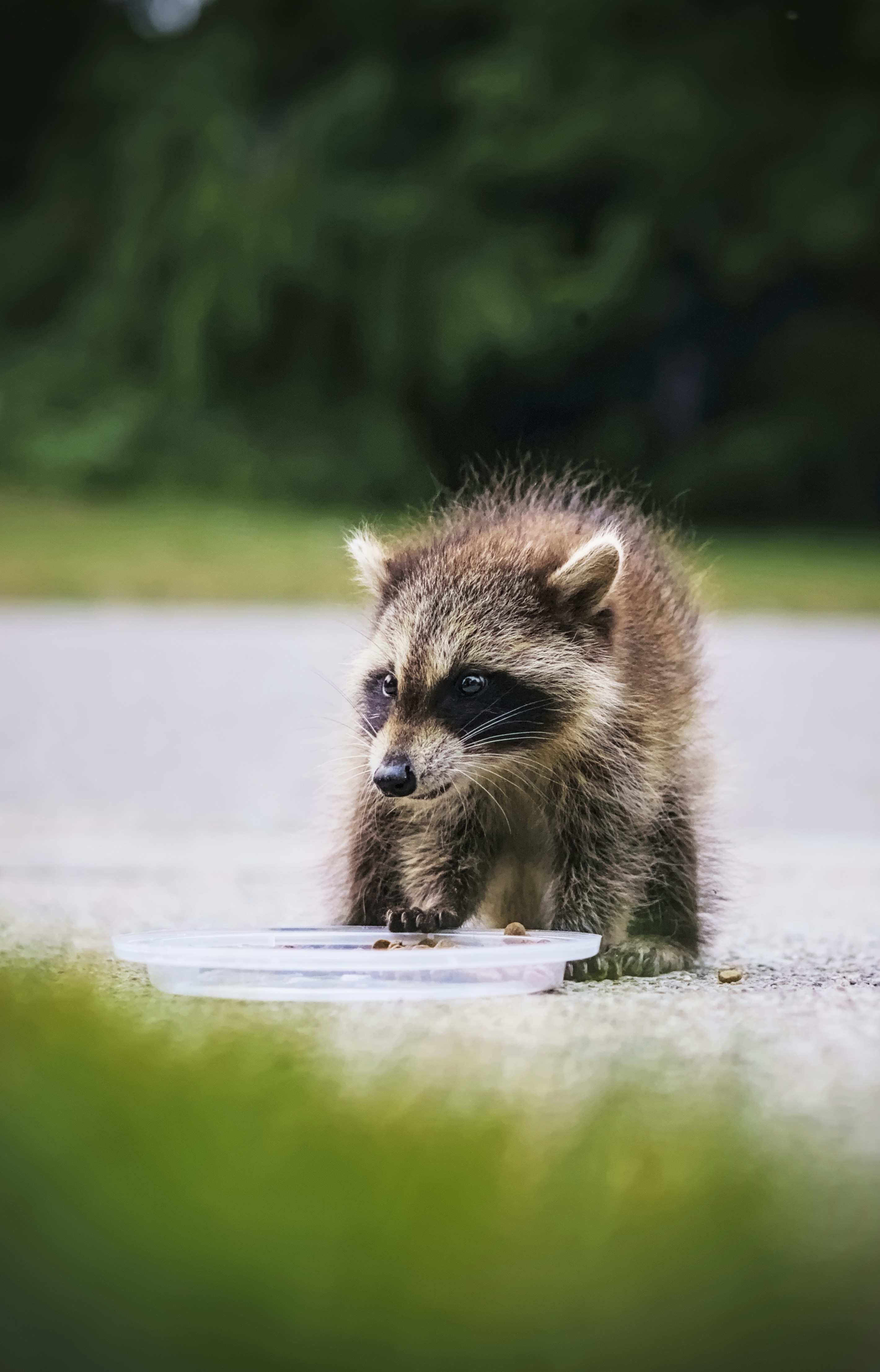 Curious Baby Raccoon at the Edge of the Plate