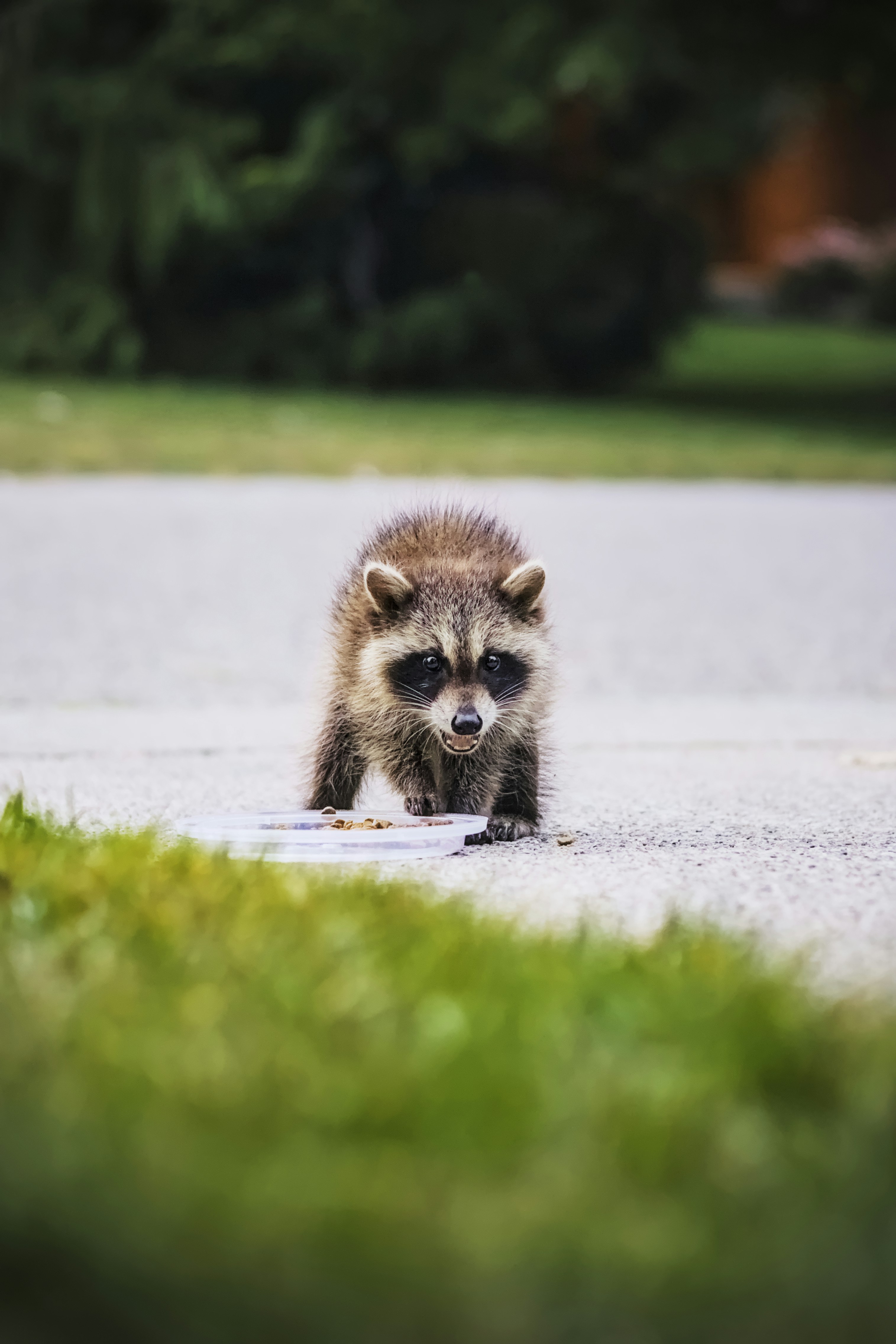 Juvenile raccoon on a sunlit path with a food plate