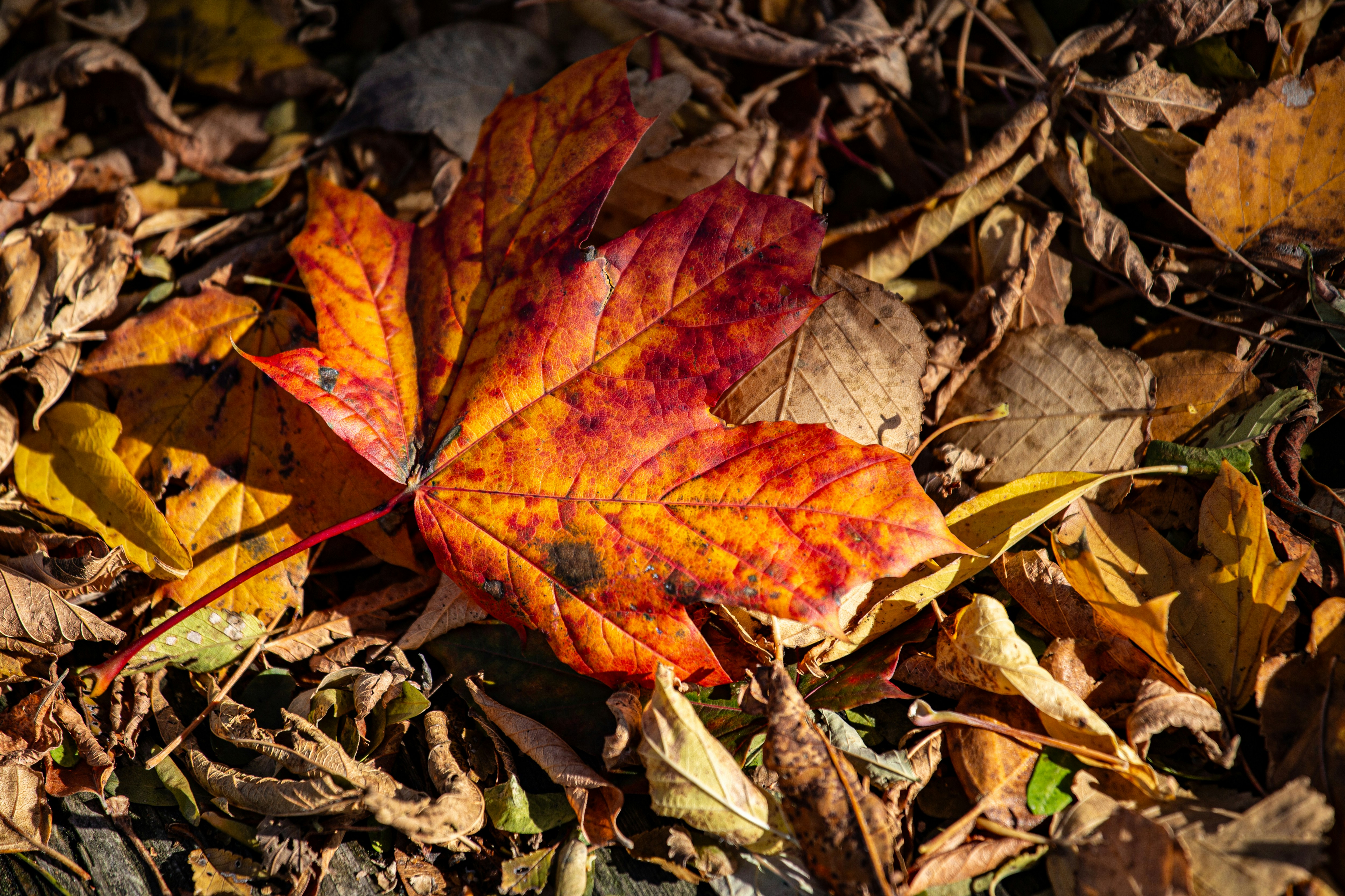 Crimson Autumn Leaf Anchored Among Fallen Mosaic