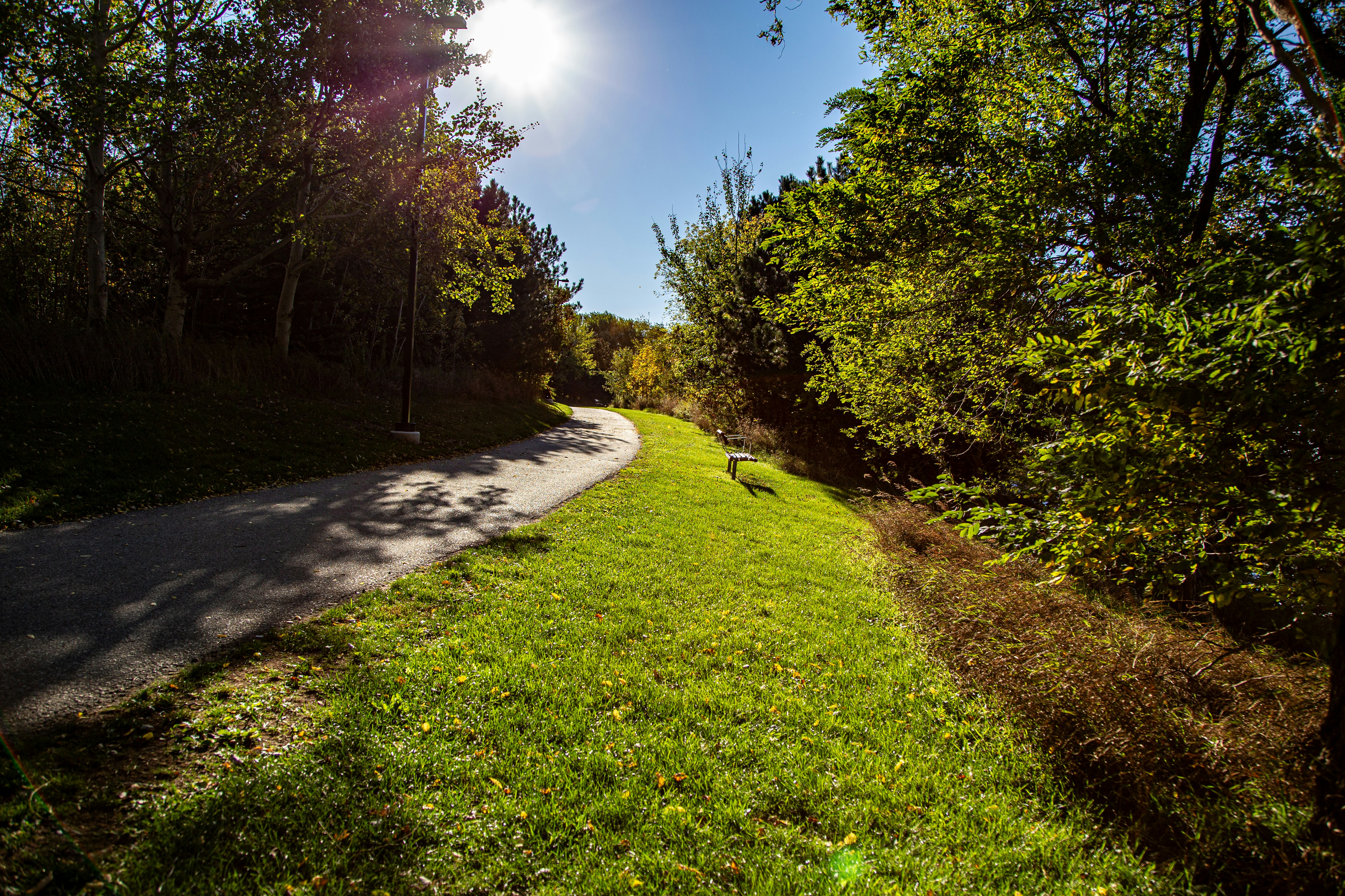 Sunlit Path Through a Verdant Corridor