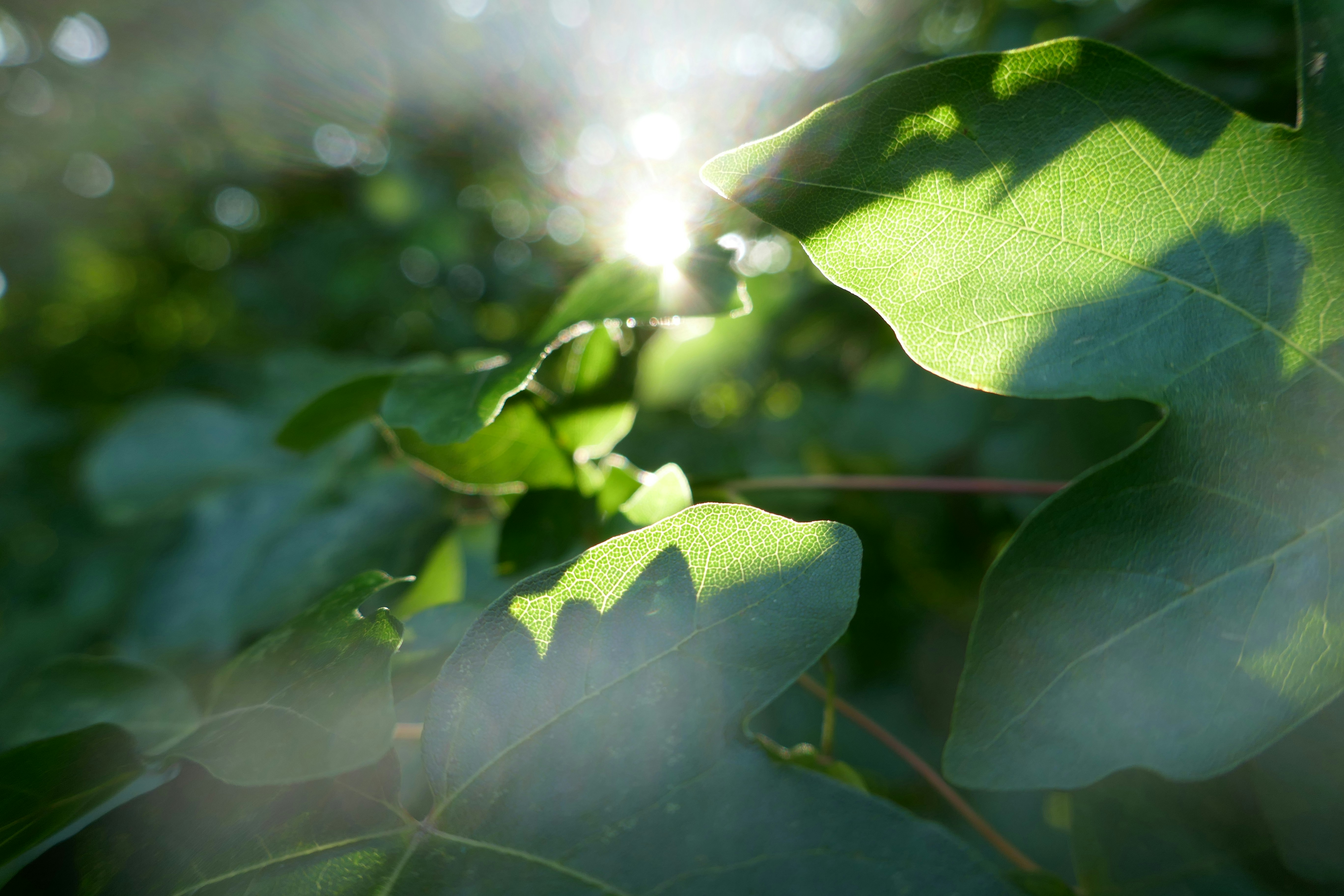 Sun filters through vivid green leaves, creating a gentle glow and haze in the foreground; a natural close-up highlighting leaf texture and lens flare without clutter.