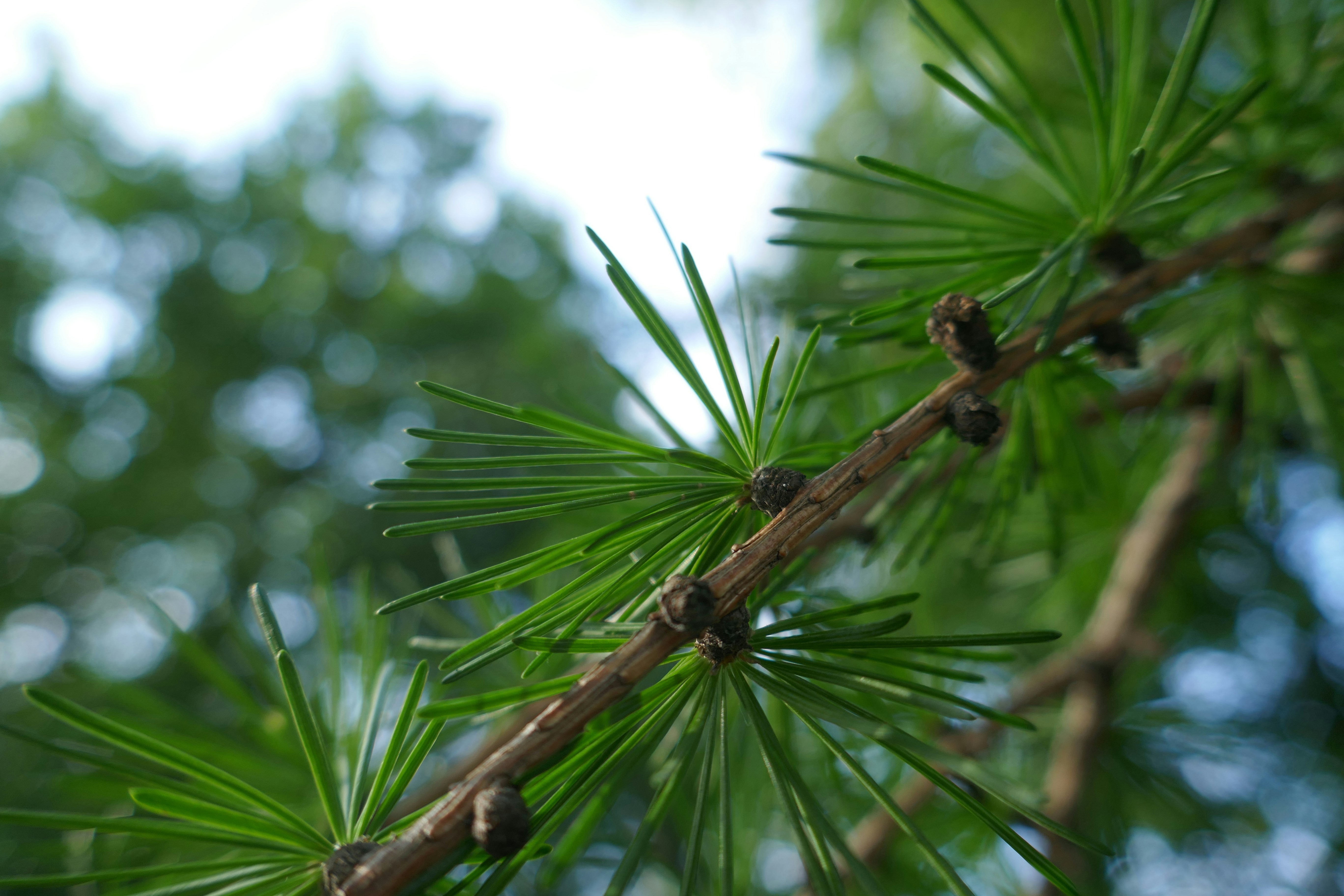 Needle Crossroads: Close-Up of Pine Branches Reaching for Sunlight