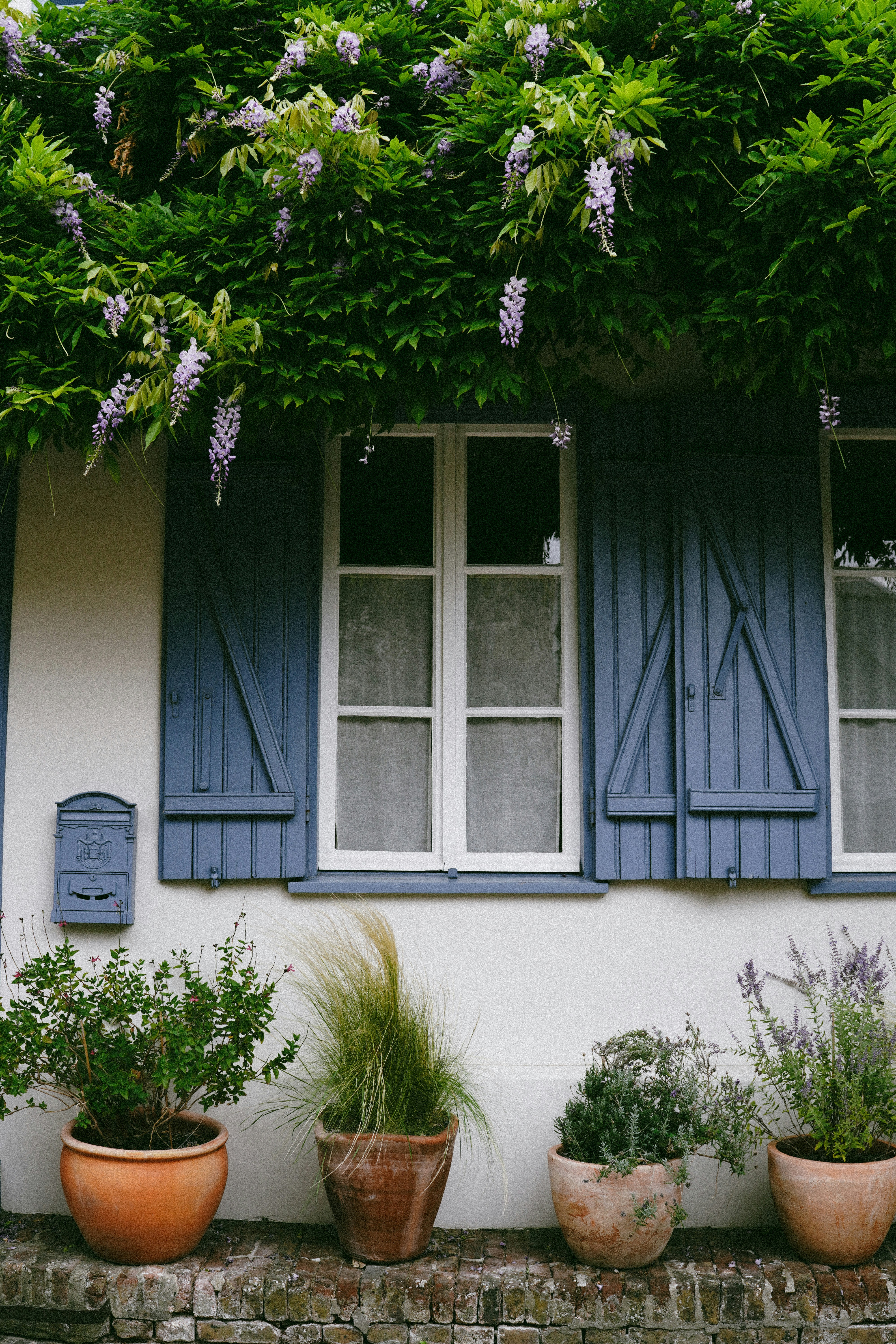 Blue Shuttered Cottage Under Vine Cascade