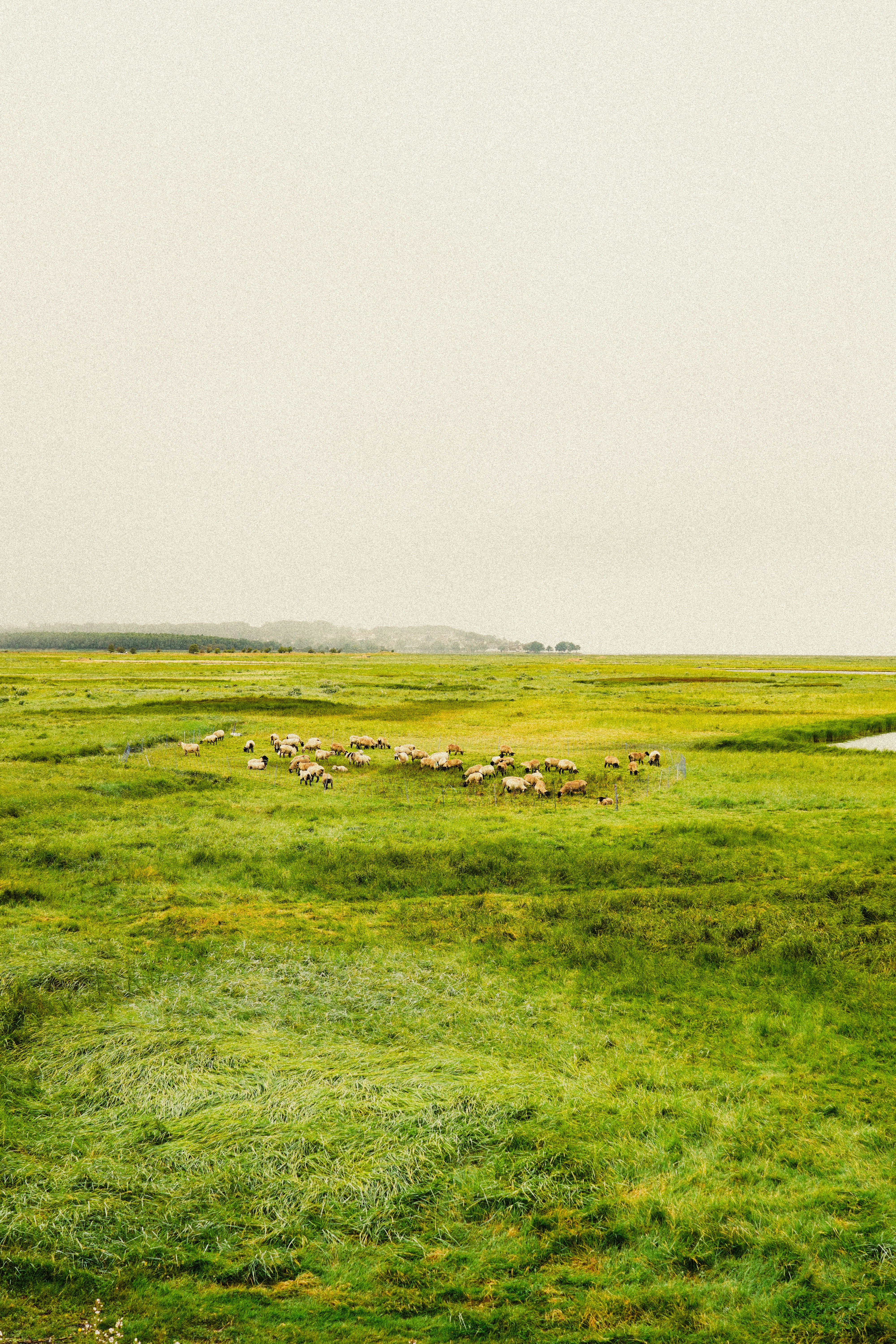 Pastoral Broadside: A Quiet Herd in Sunlit Flatlands