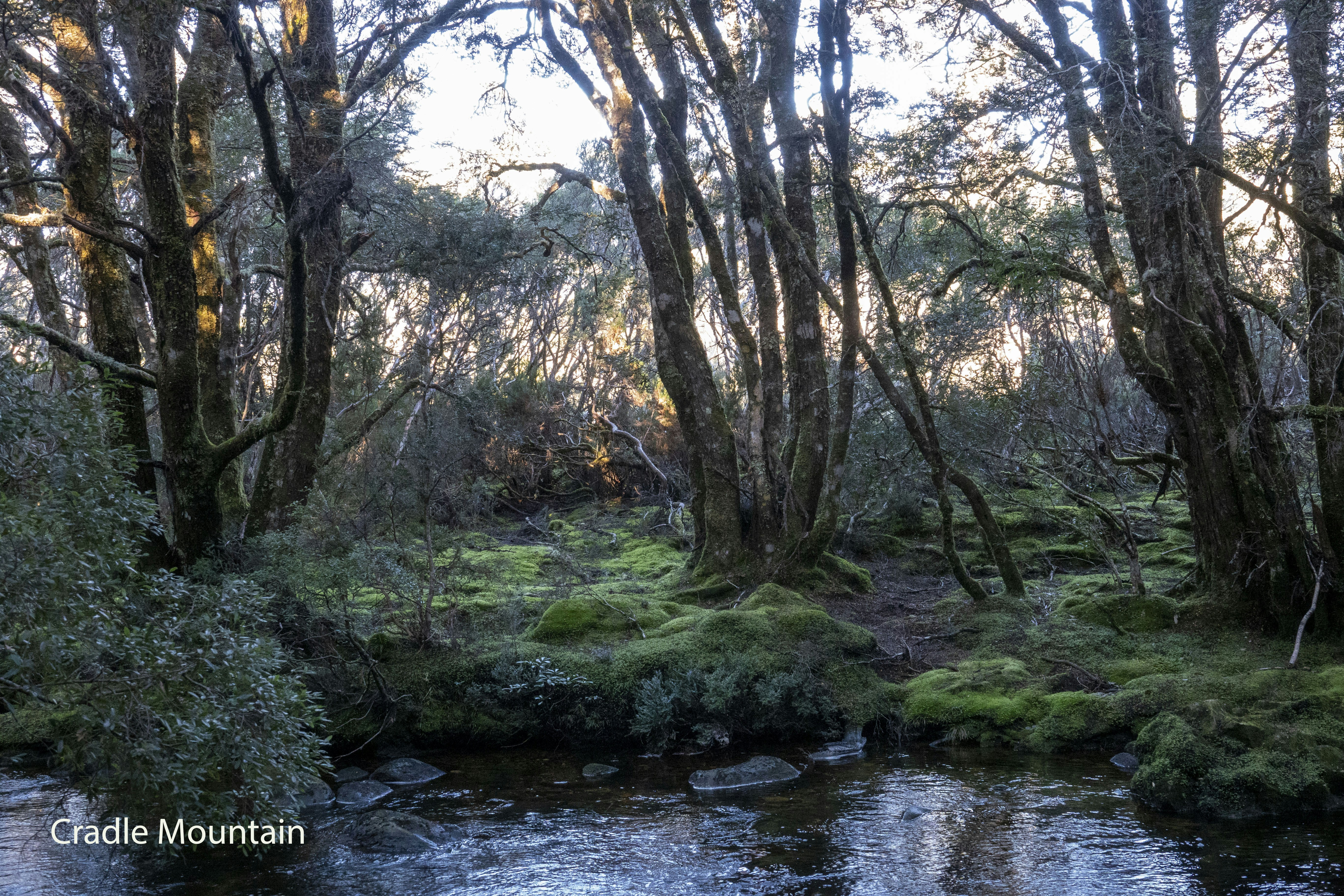 Whispering Pines by the Mossy River