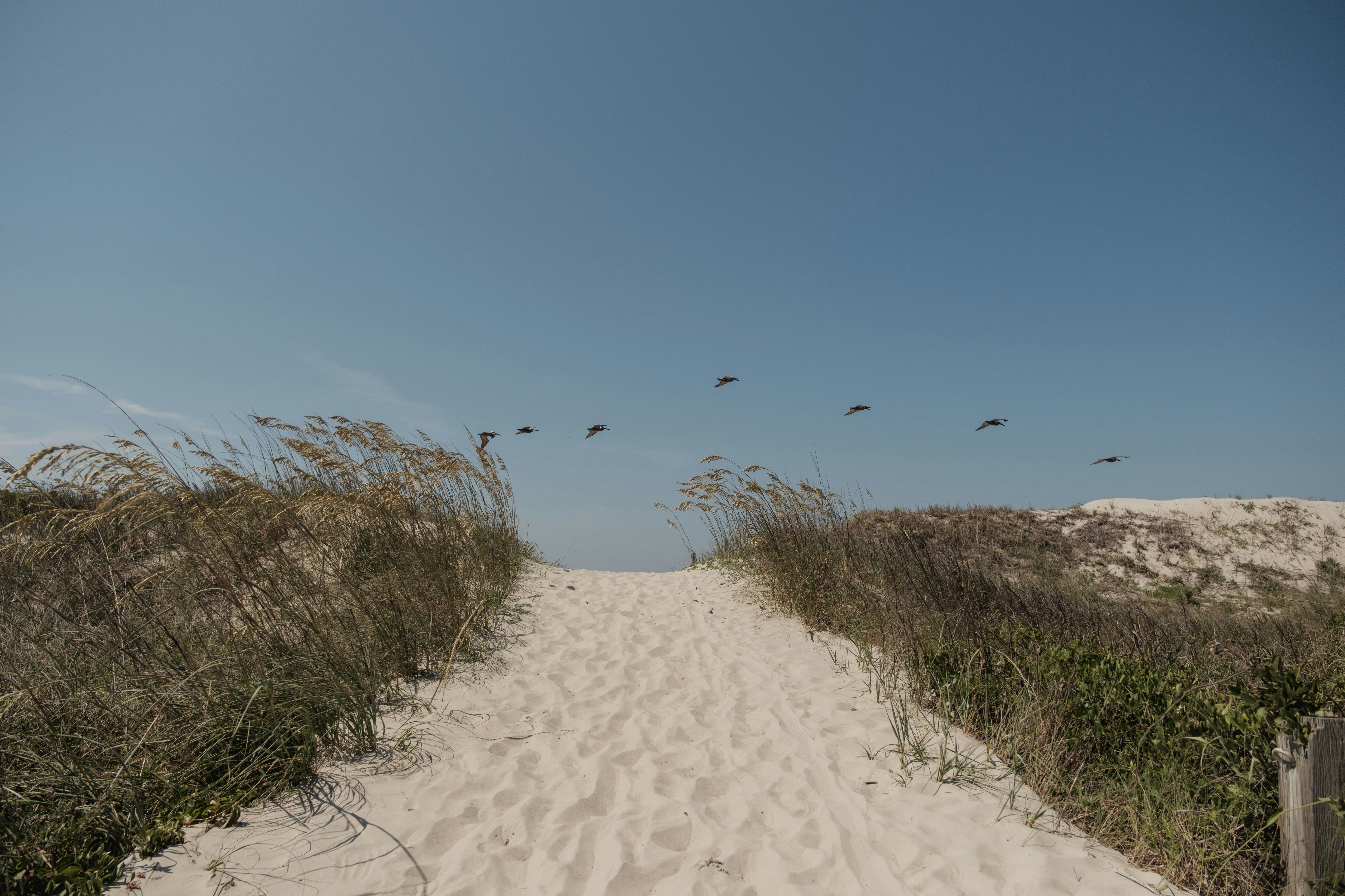 Dune Pathway Under a Clear Blue Sky