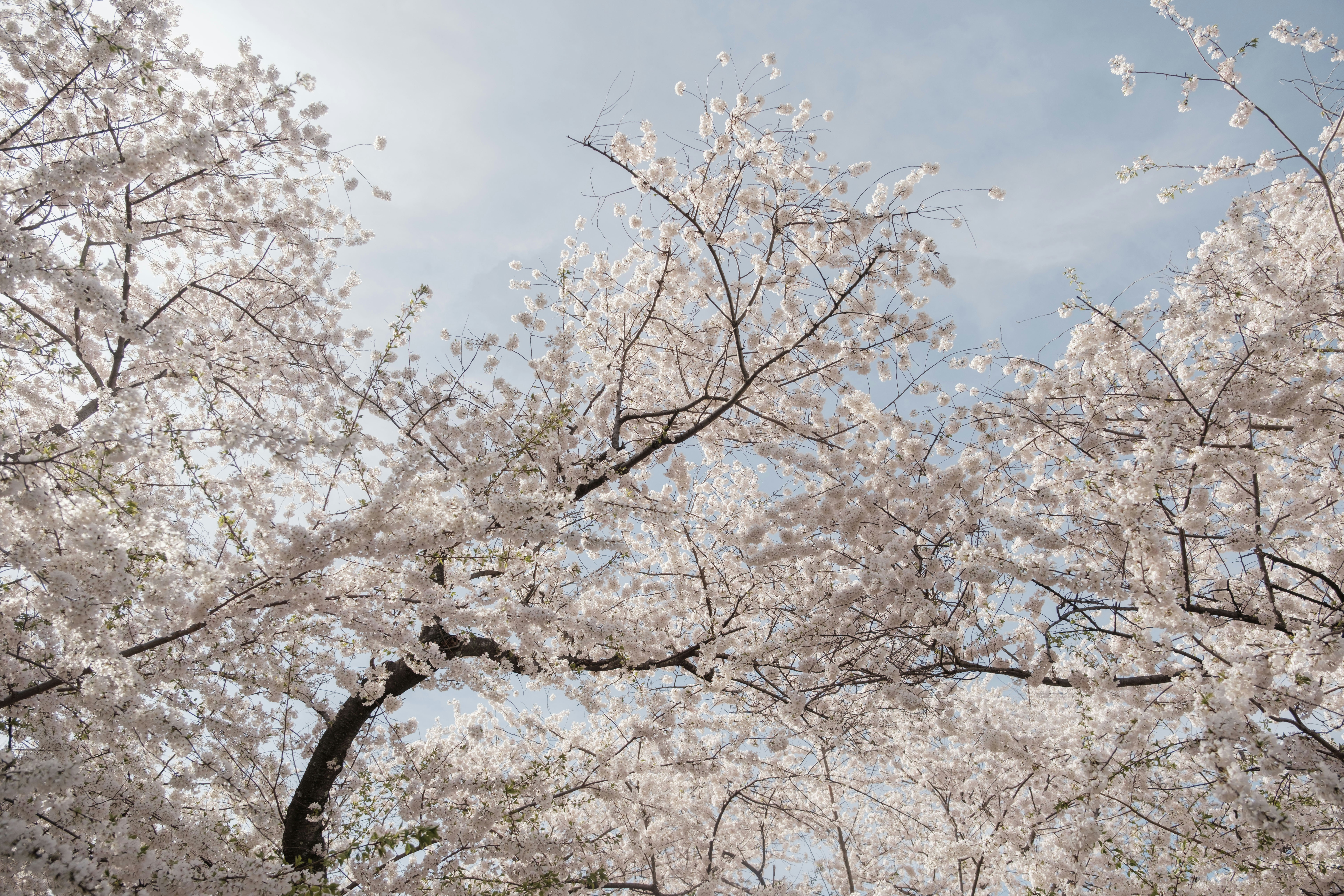 Soft Sakura Canopy Against Spring Sky