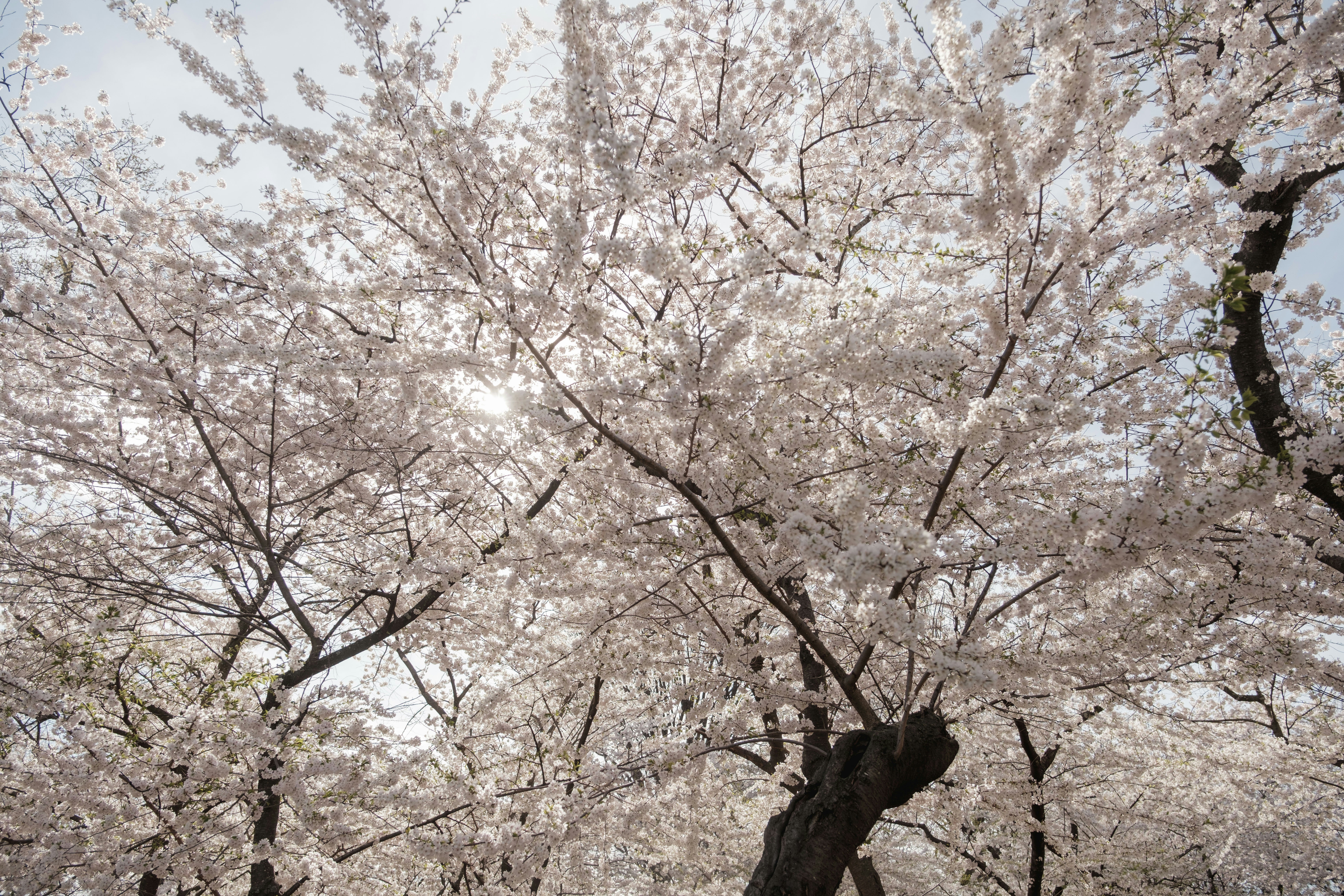 Cherry Canopy Overhead: Soft Petal Light Through Blooming Branches