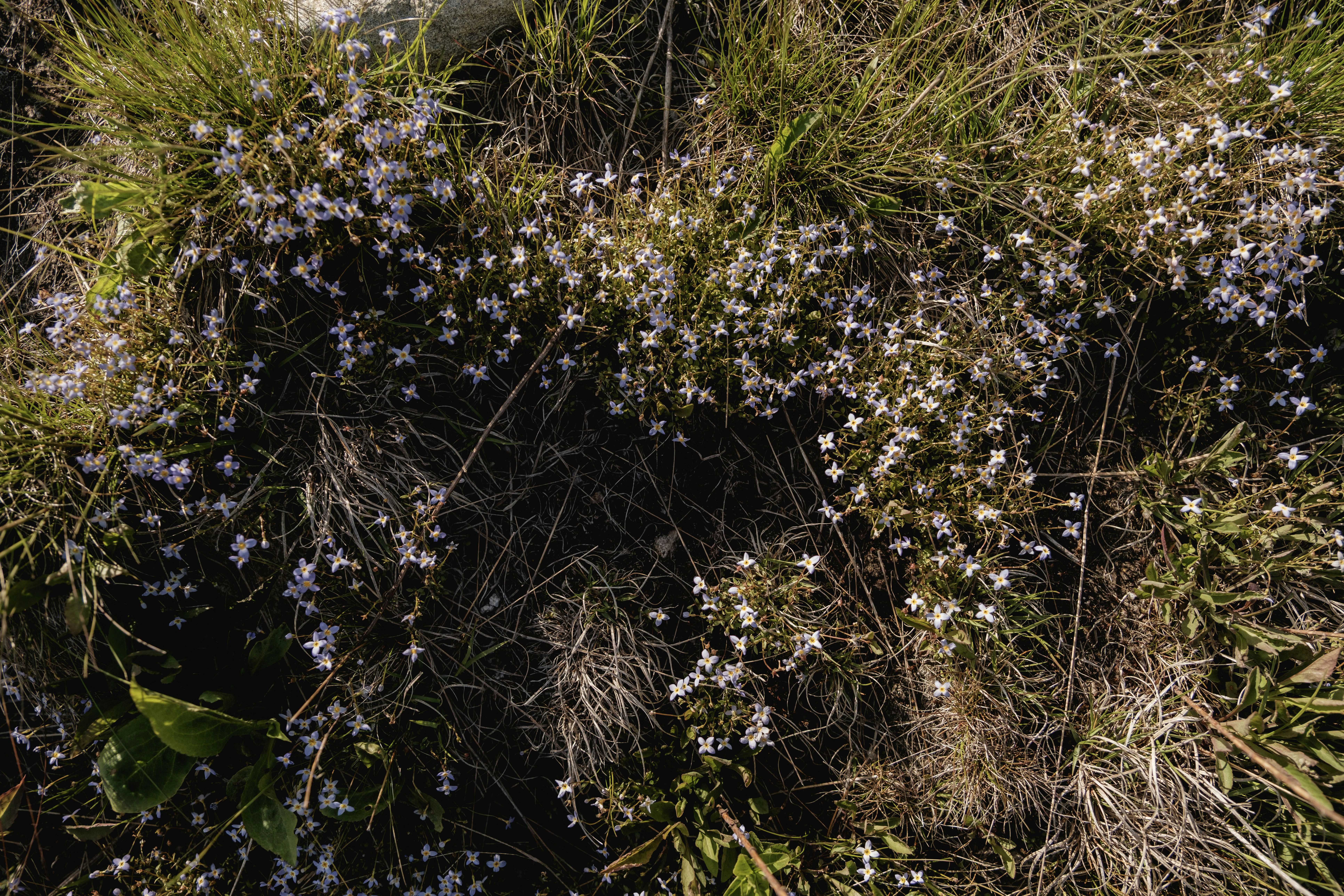 Desert Carpet: Sparse Wildflowers Among Dry Grasses