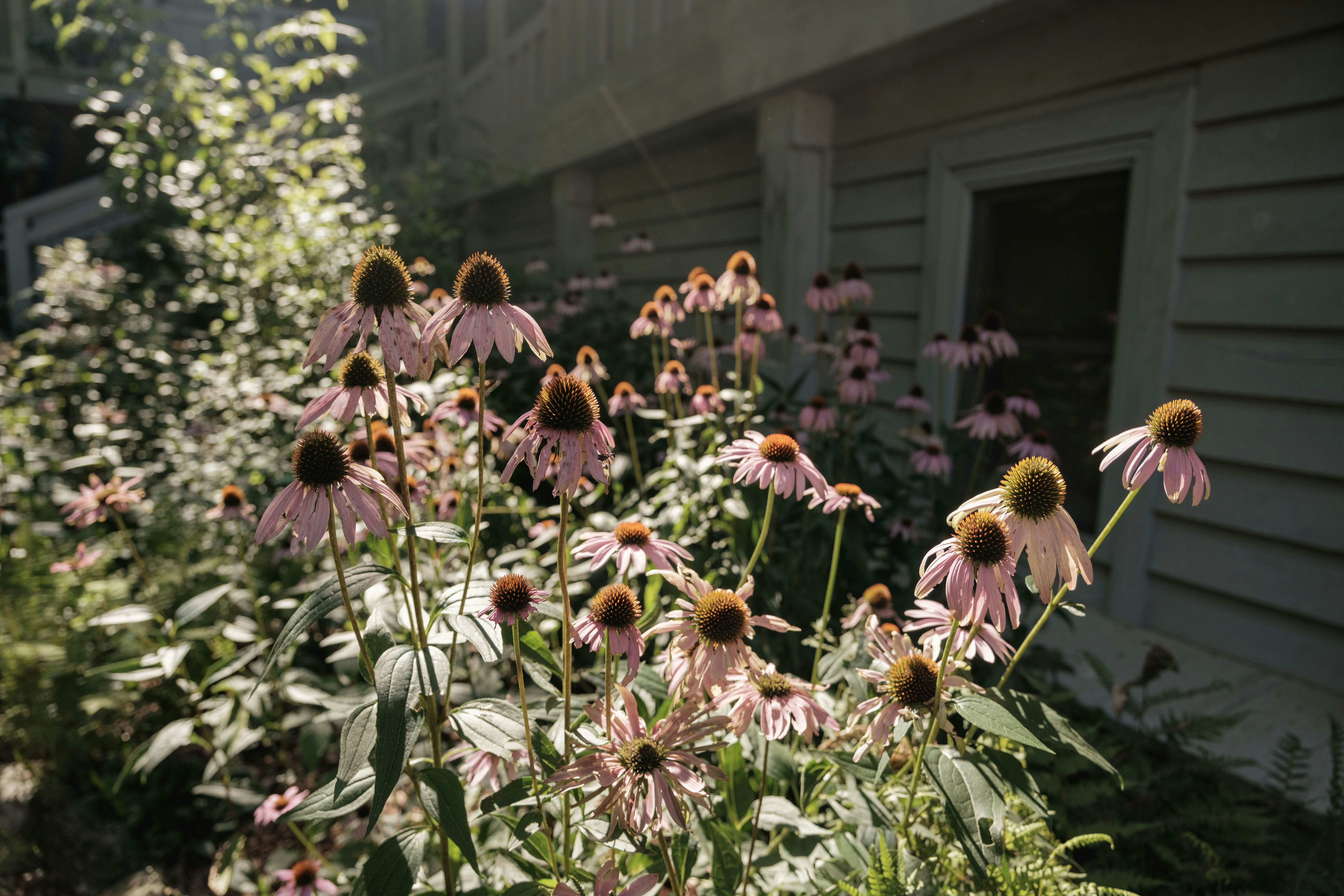 Sunlit Coneflowers in a Quiet Garden Bed