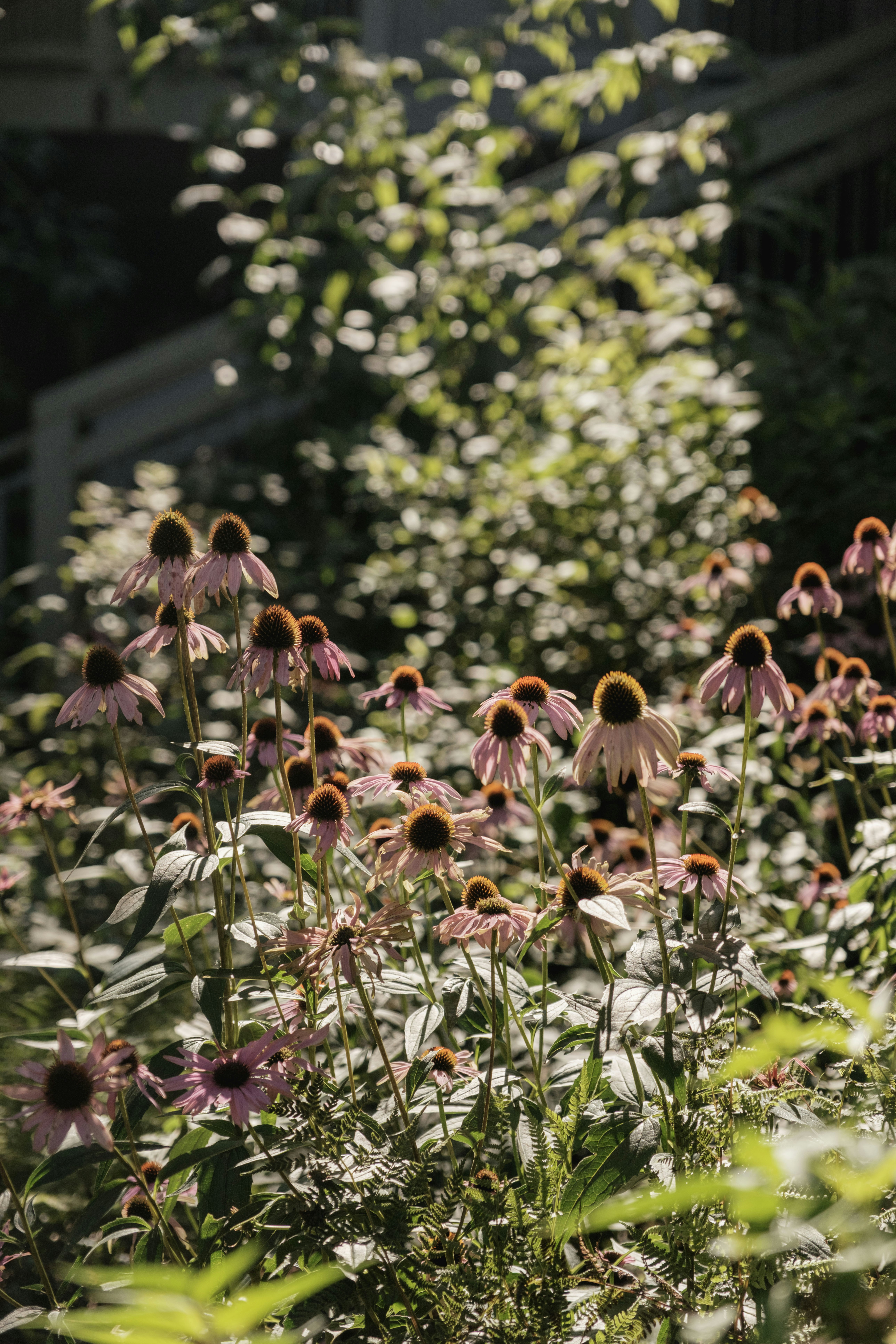Sunlit Coneflowers in a Quiet Garden Bed