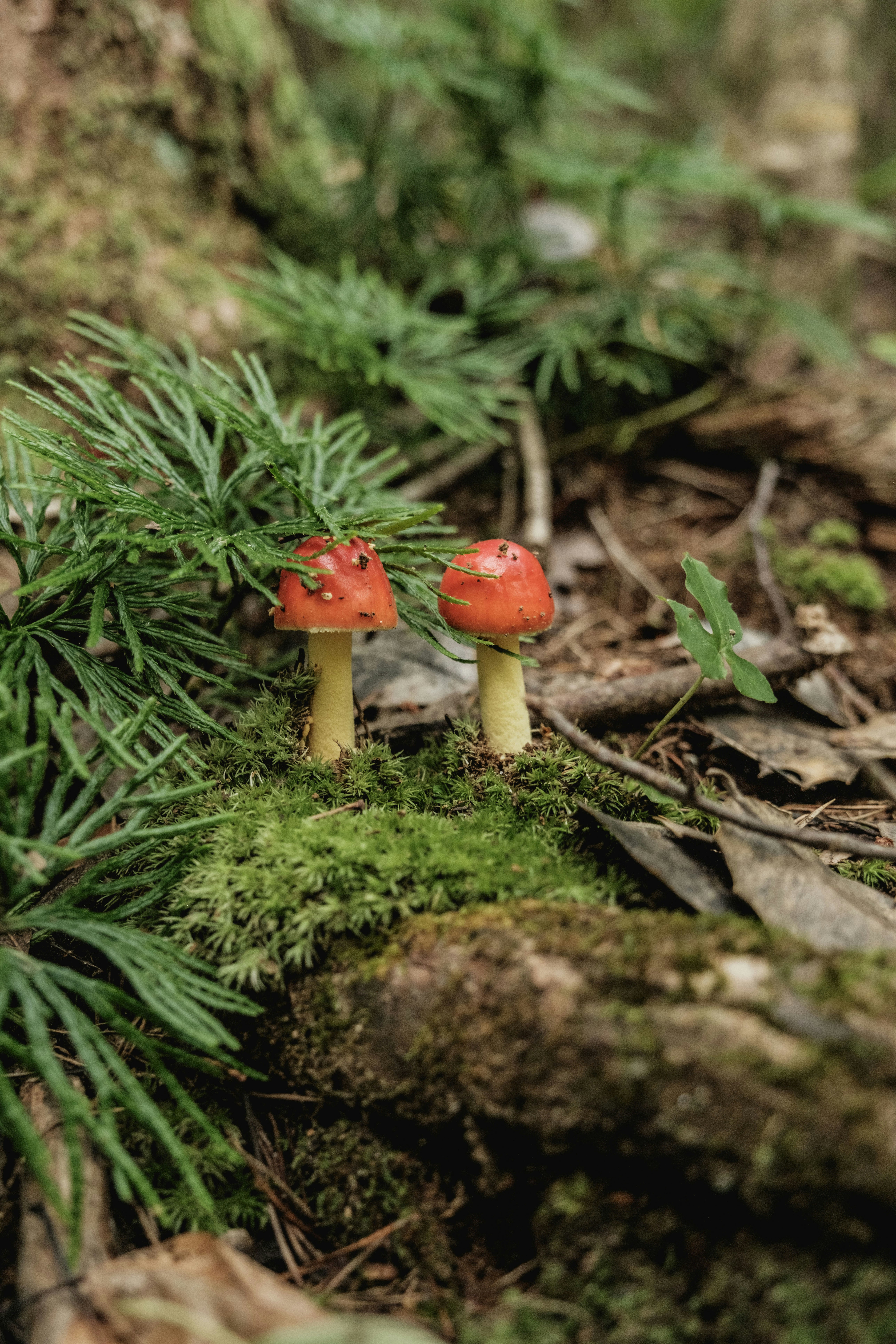 Red-Capped Woodland Duo: Tiny Forest Giants on a Mossy Stage