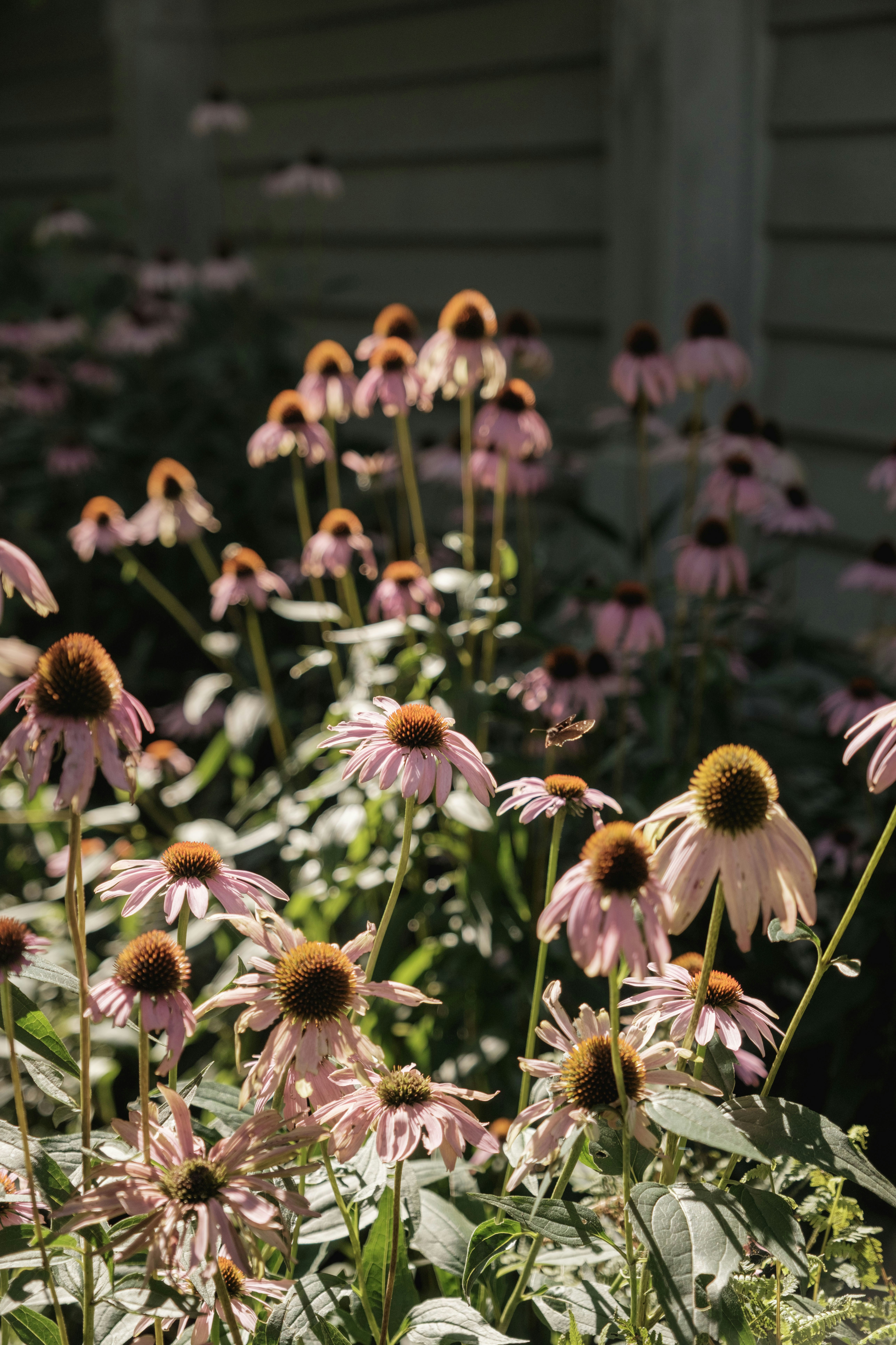Sunlit Echinacea of a Petal-Layered Garden