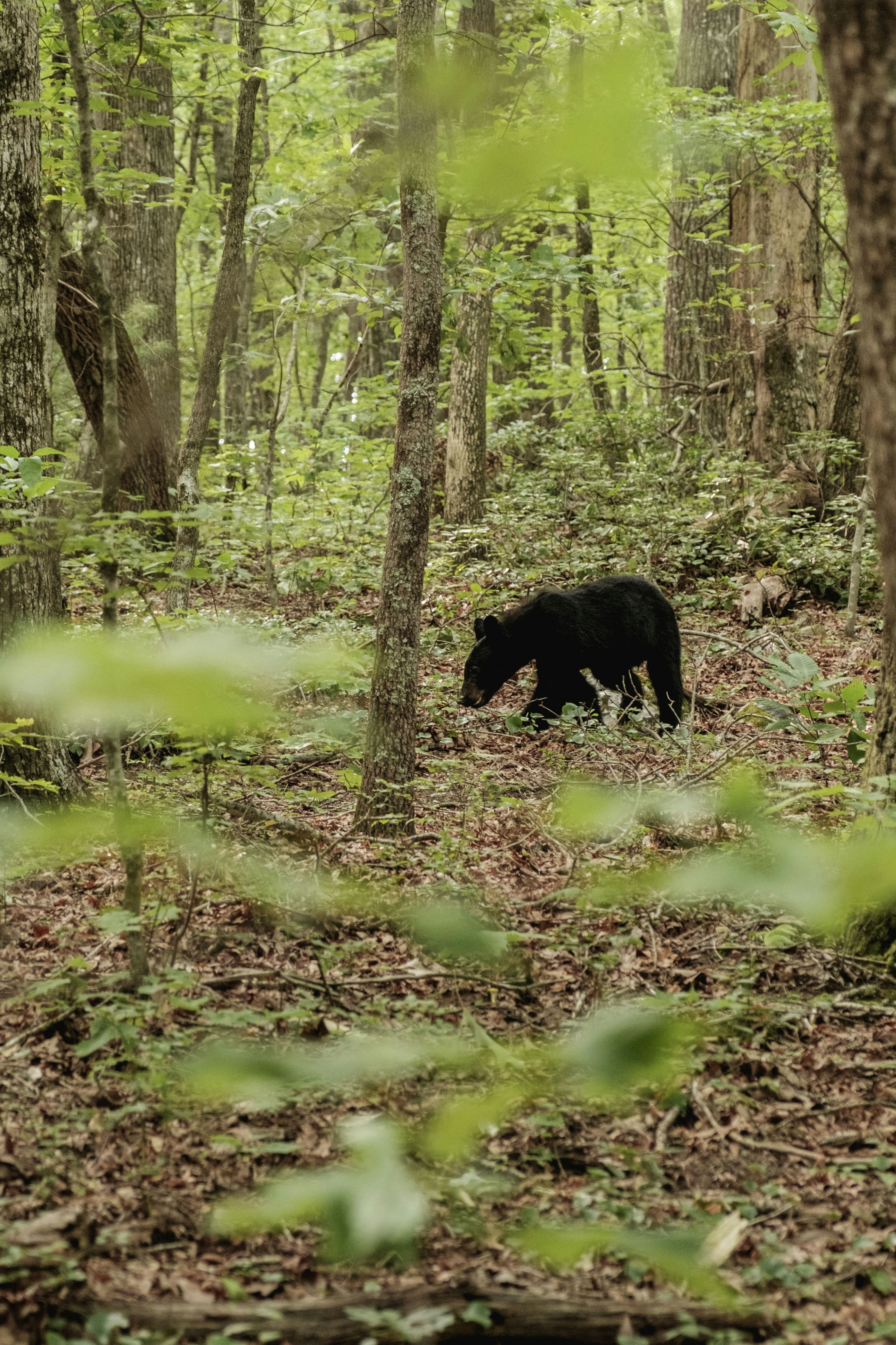 A solitary black bear lingers among sun-dappled maples