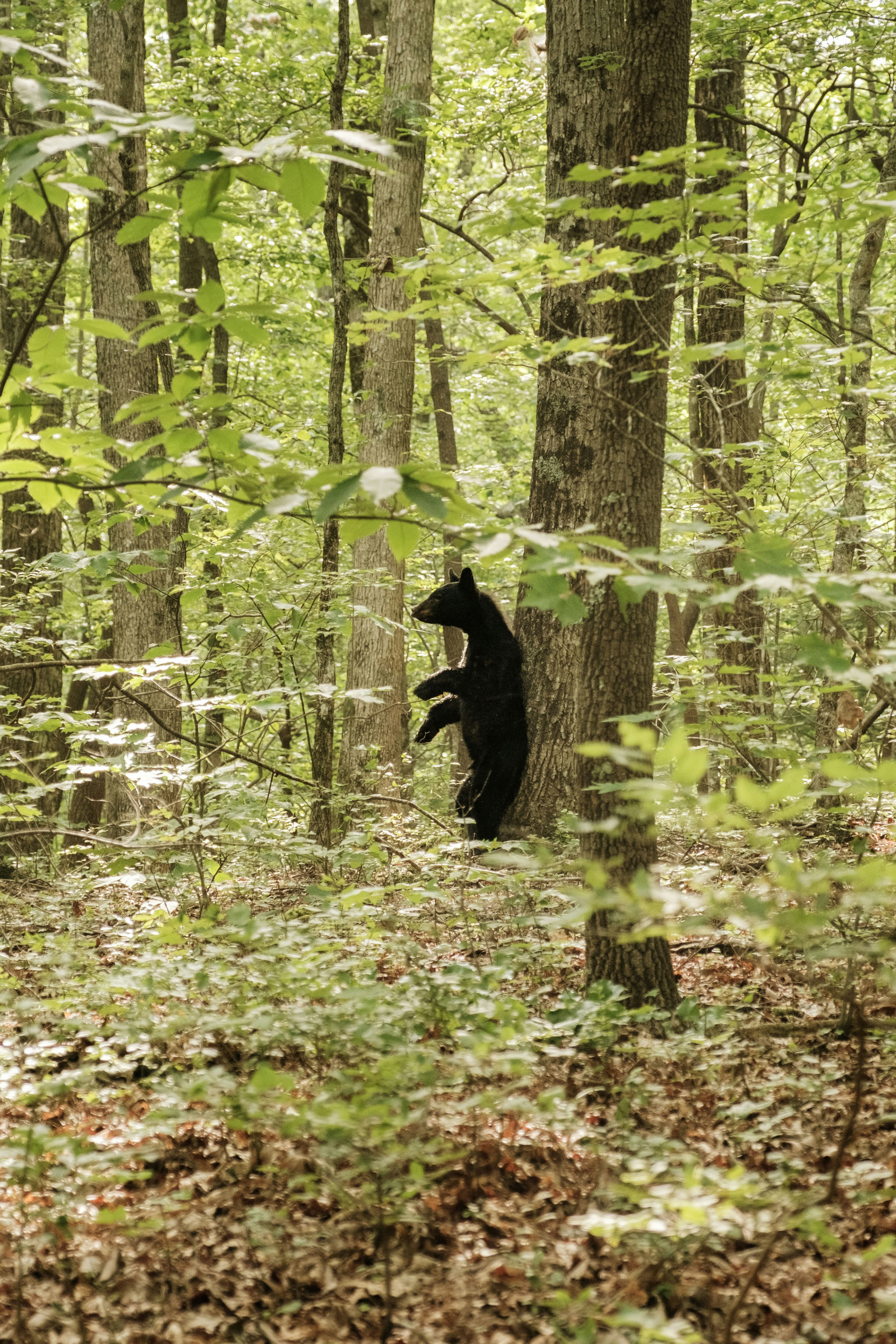 Black Bear Cub Clings to a Cedar in Dappled Forest Light