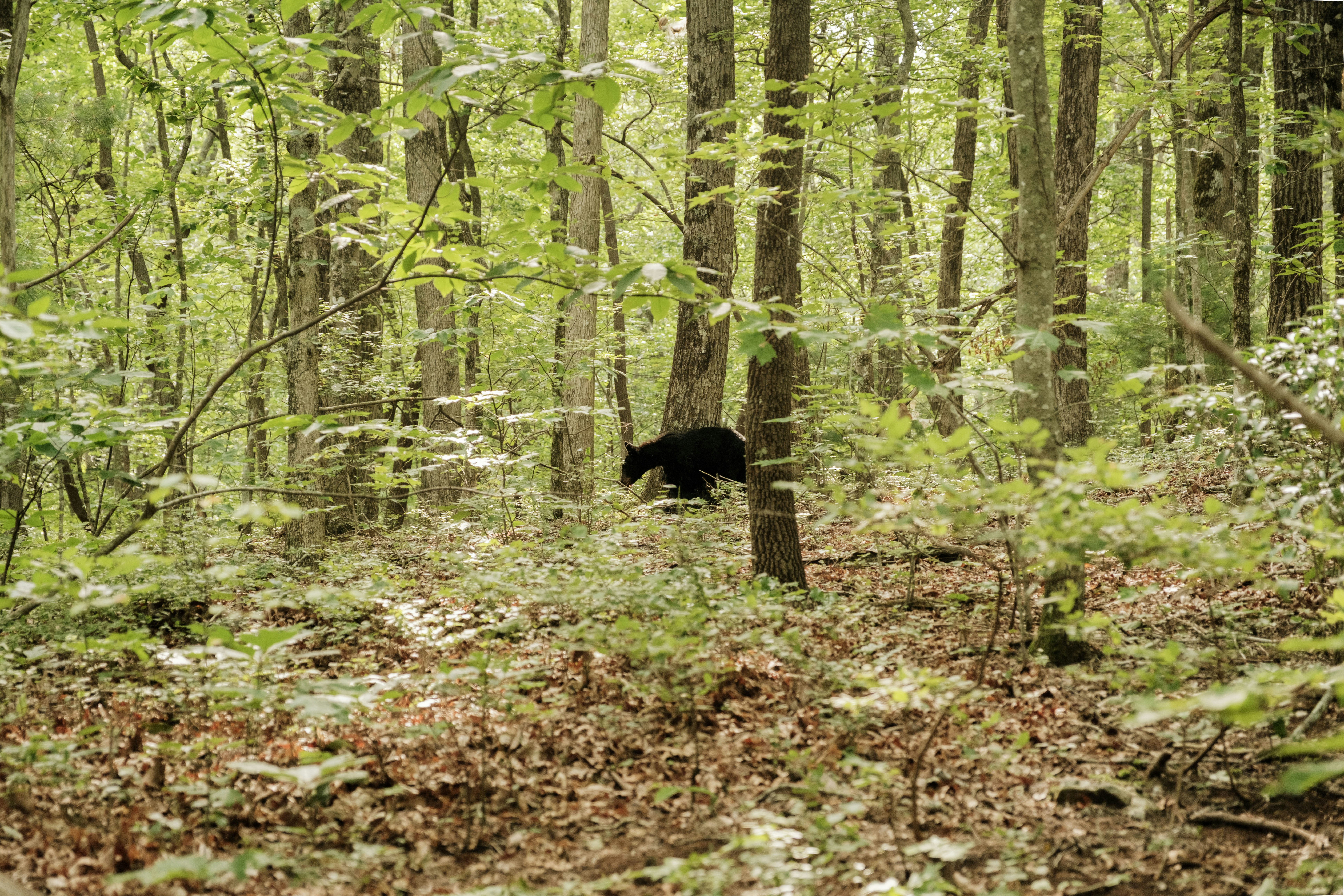 Dark silhouette of a fox crossing the leaf-strewn forest floor