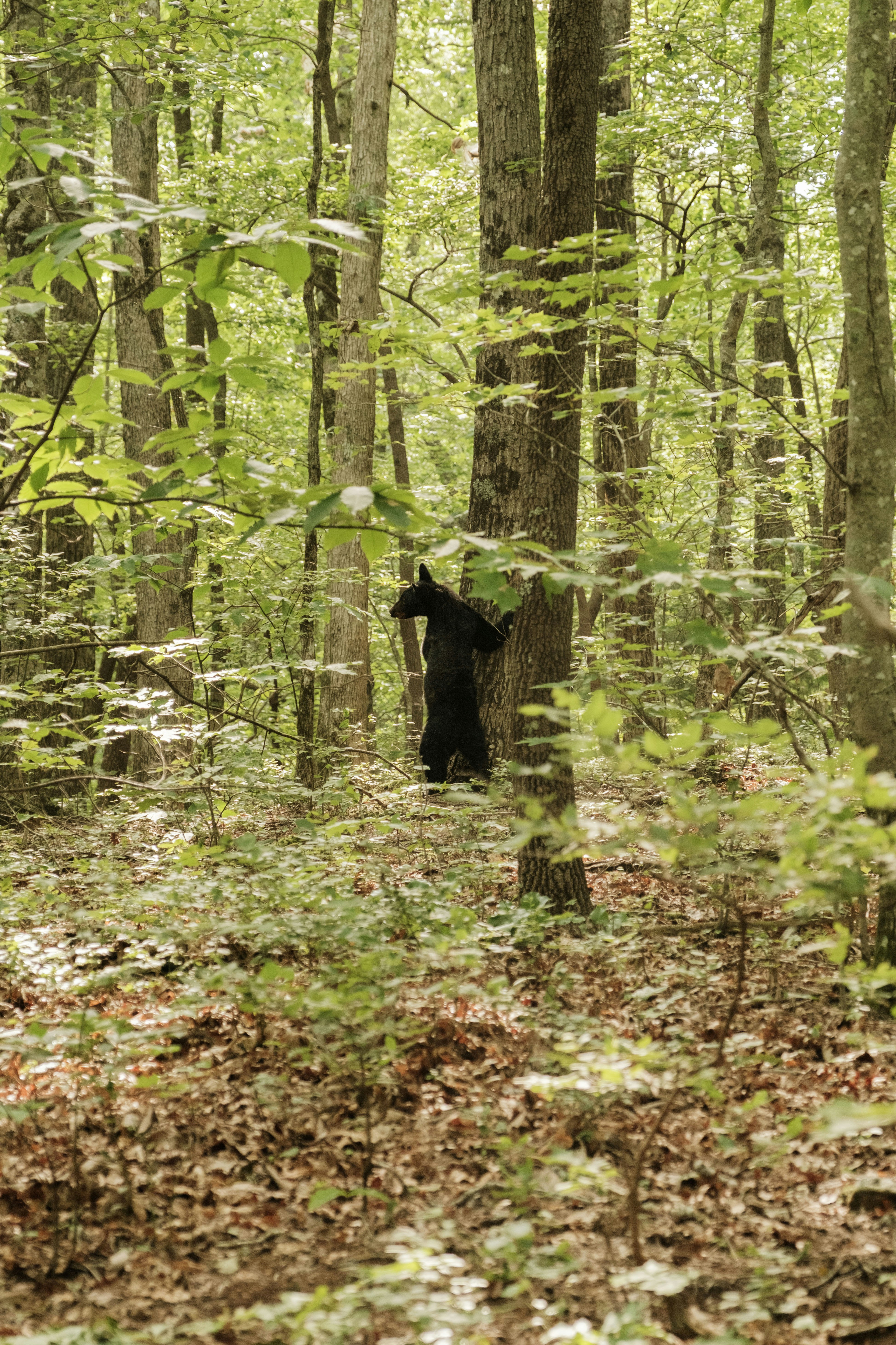 Silent Sentinel in the Dappled Woods