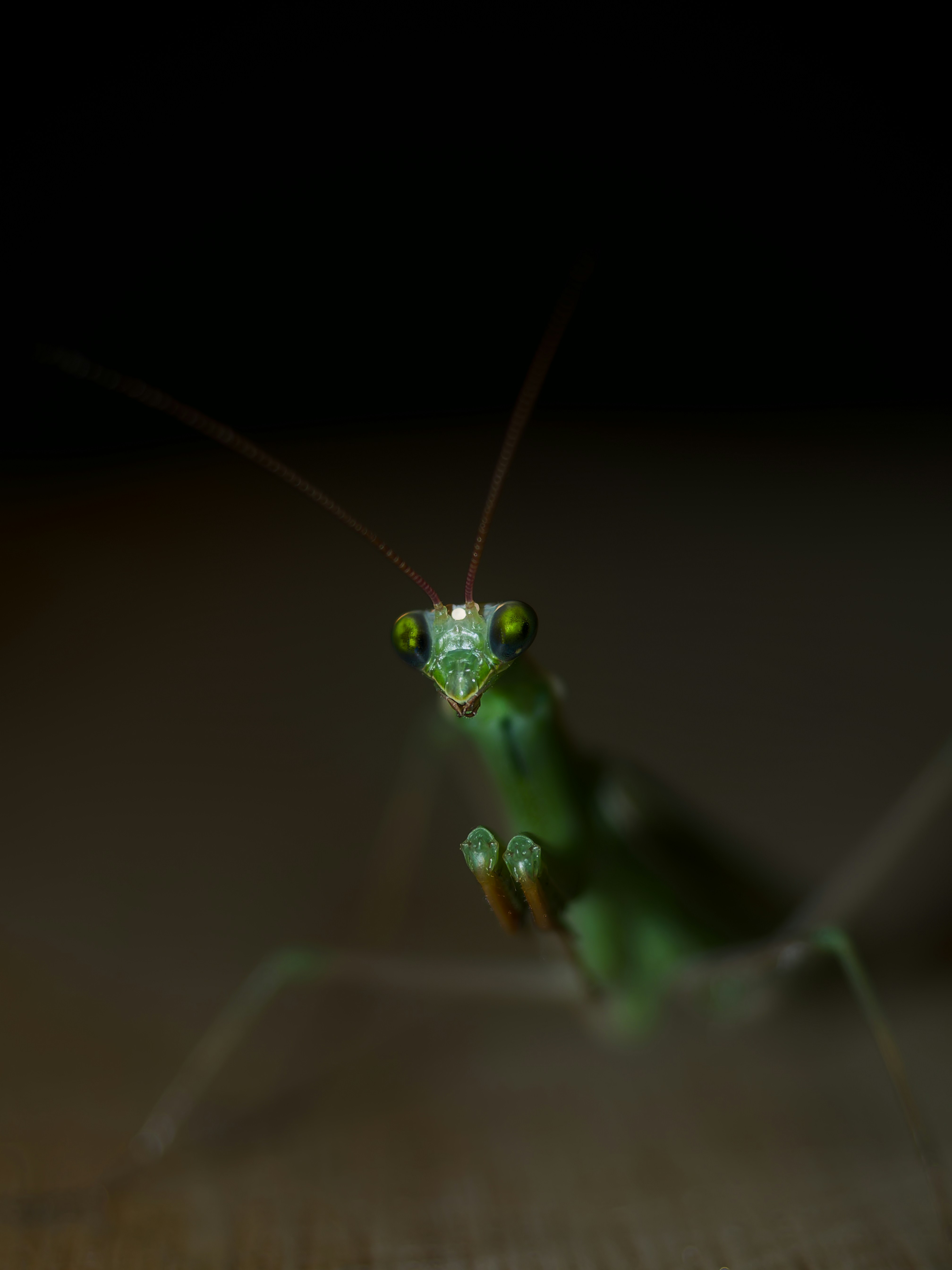 Emerald Peake: a Mantid Macro Portrait