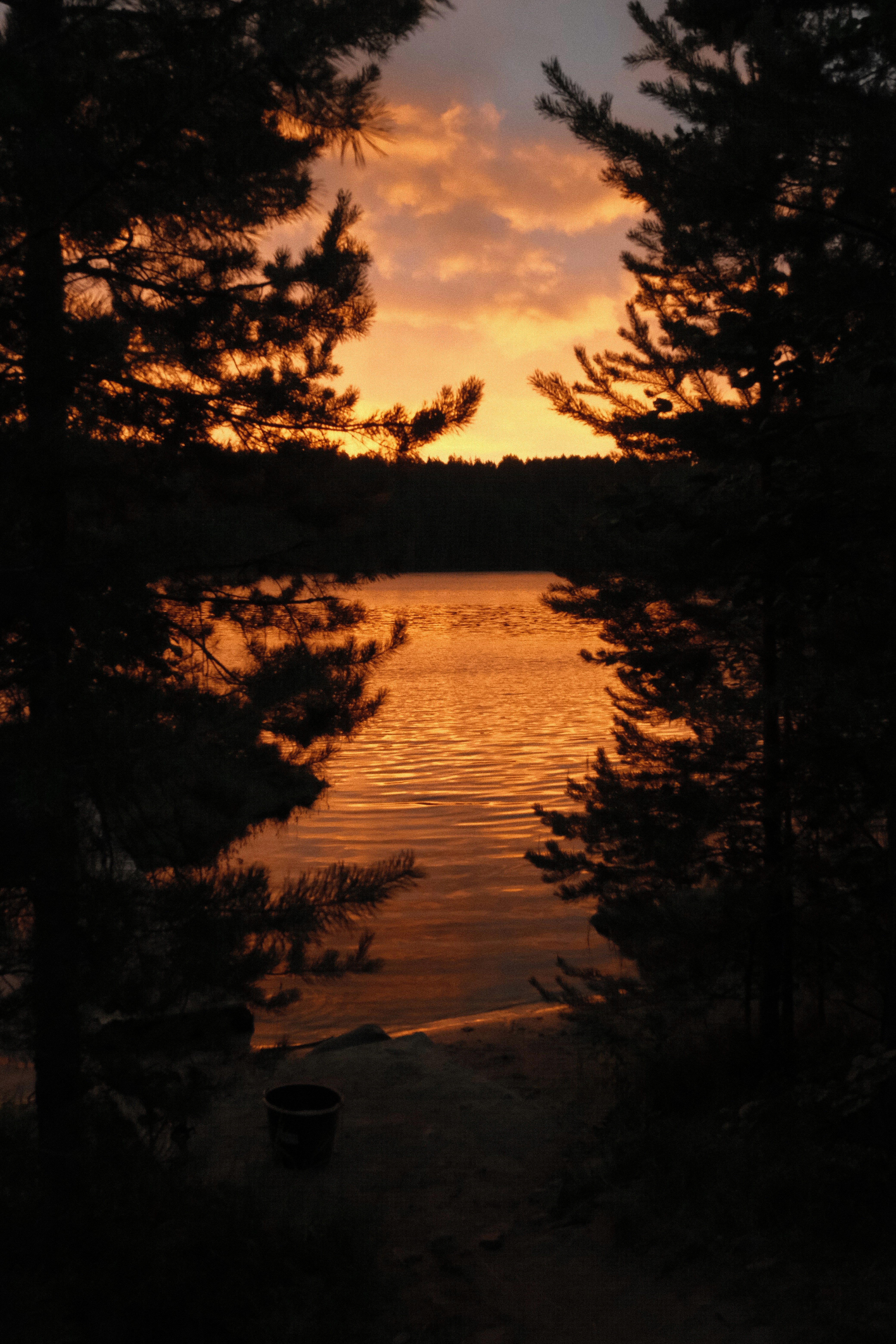 Orange Reflections Between Silent Pines