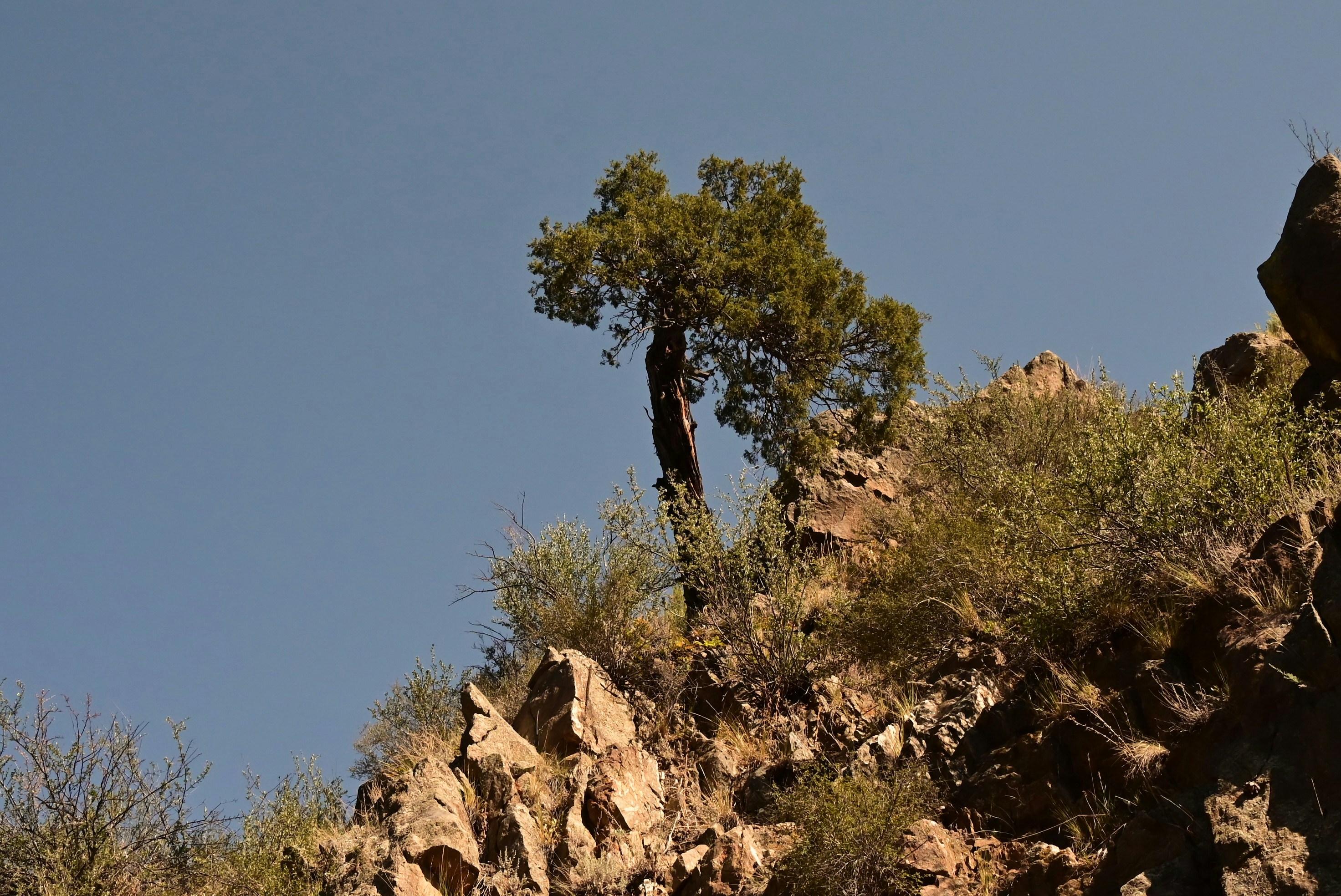 A Lone Tree Crowns the rocky outcrop under a clear sky