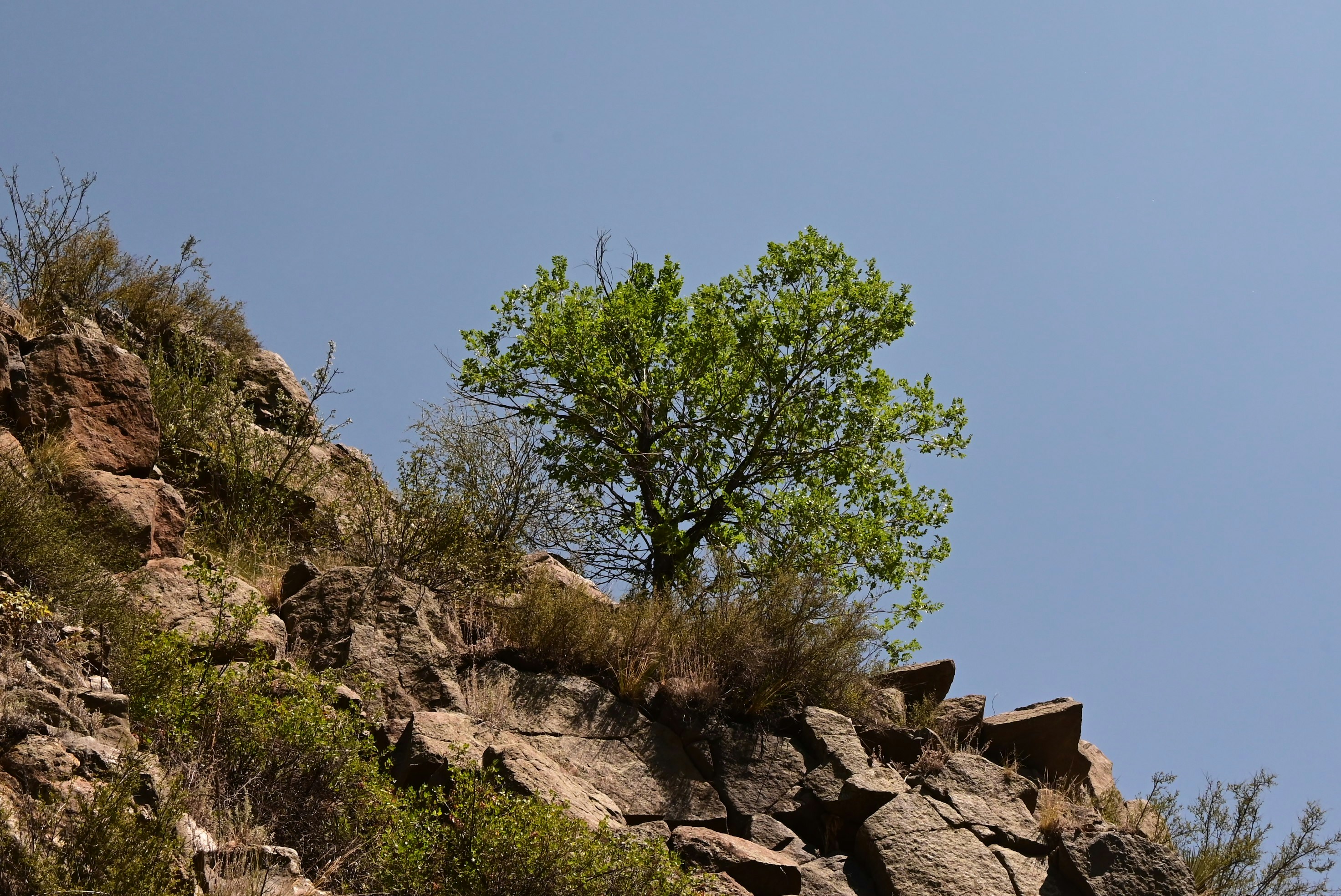 Tree Crown Piercing a Cliff Sky