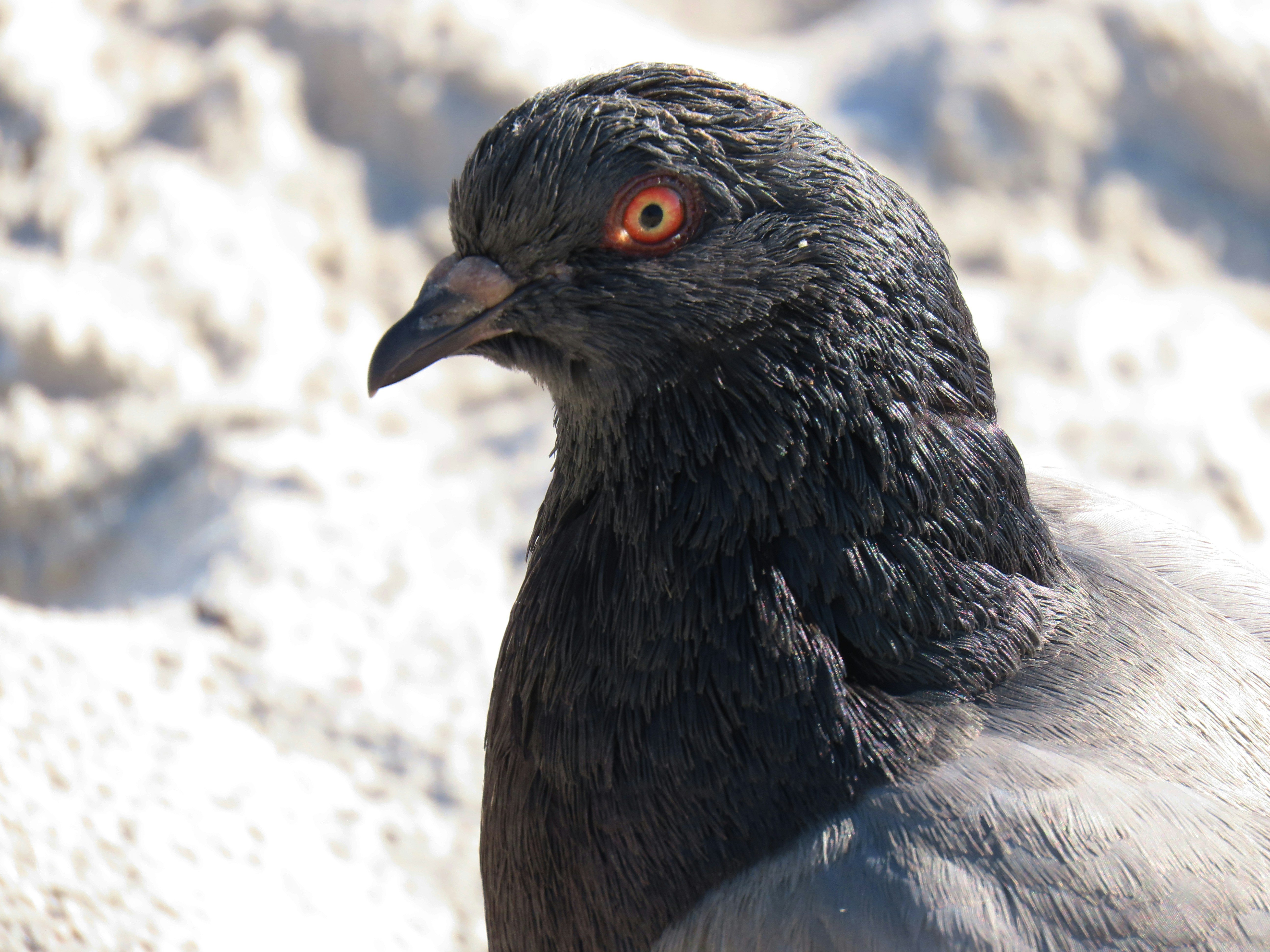 Red-Eyed Dapper: A Pigeon Portrait Against Sunlit Pebble