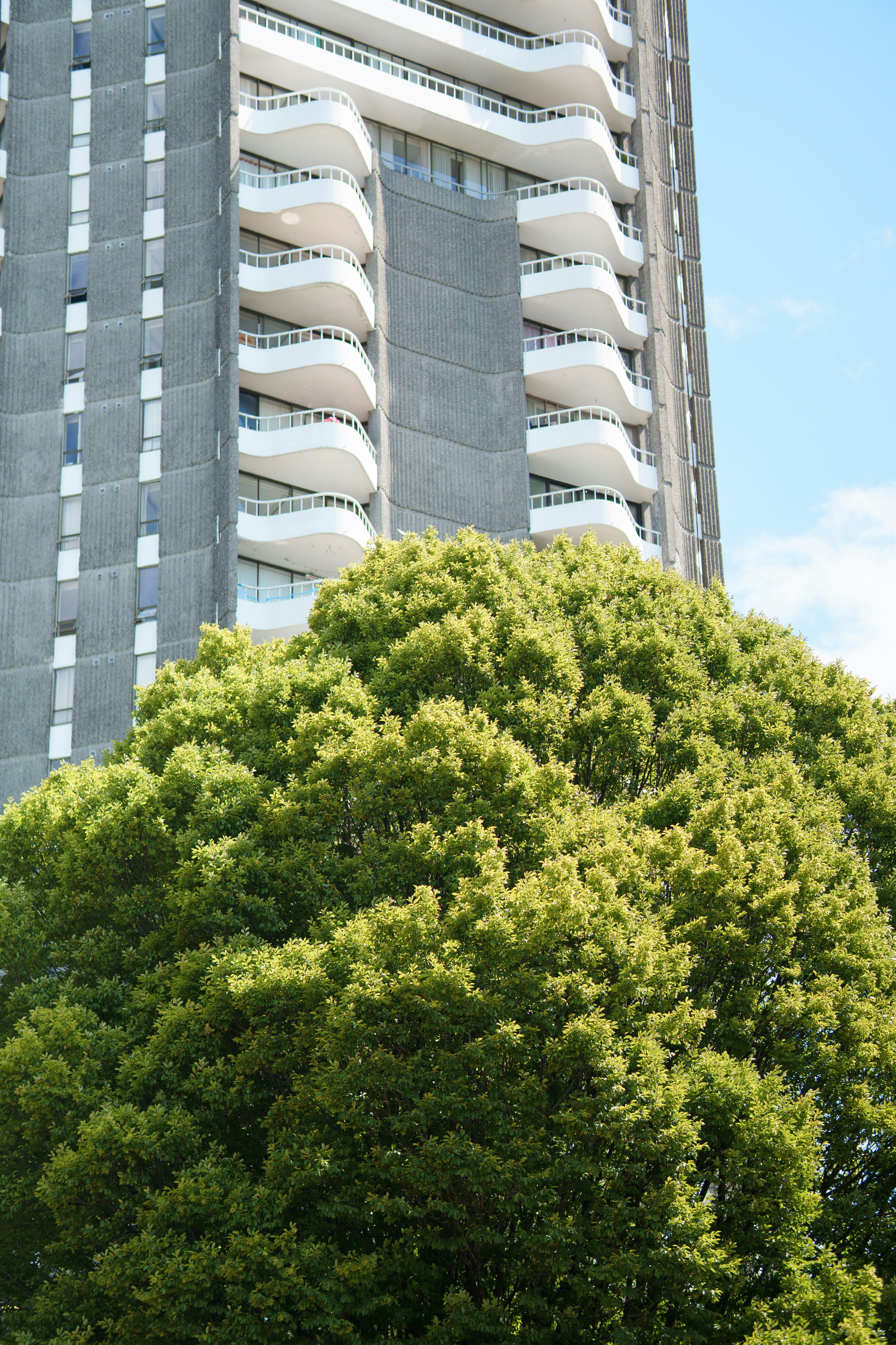 Towering Bricks and Canopy: A Sunlit City Tree Framed by Modern Balconies